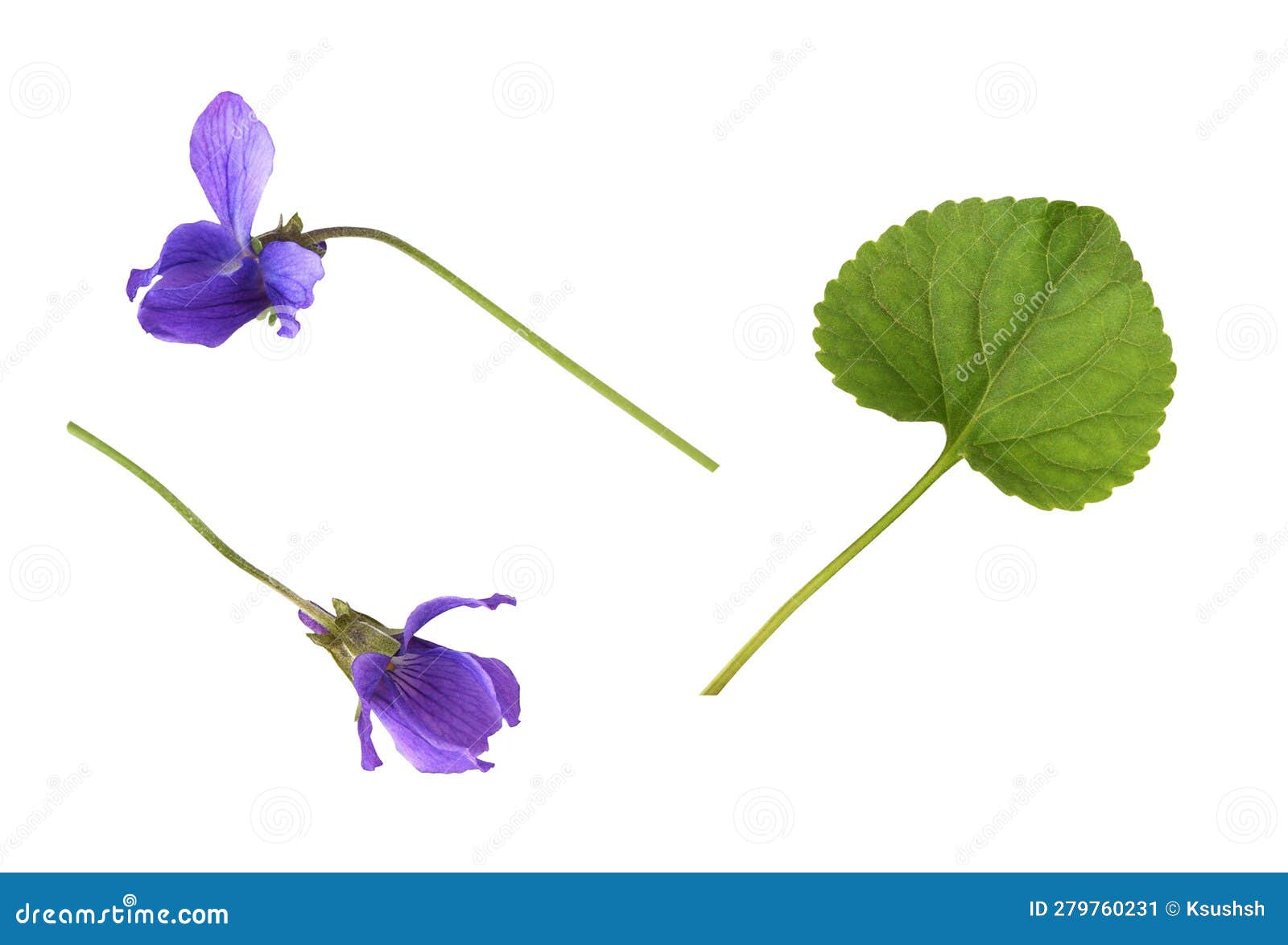 Set of Violat Flowers and Leaf Isolated Stock Image - Image of herbal ...