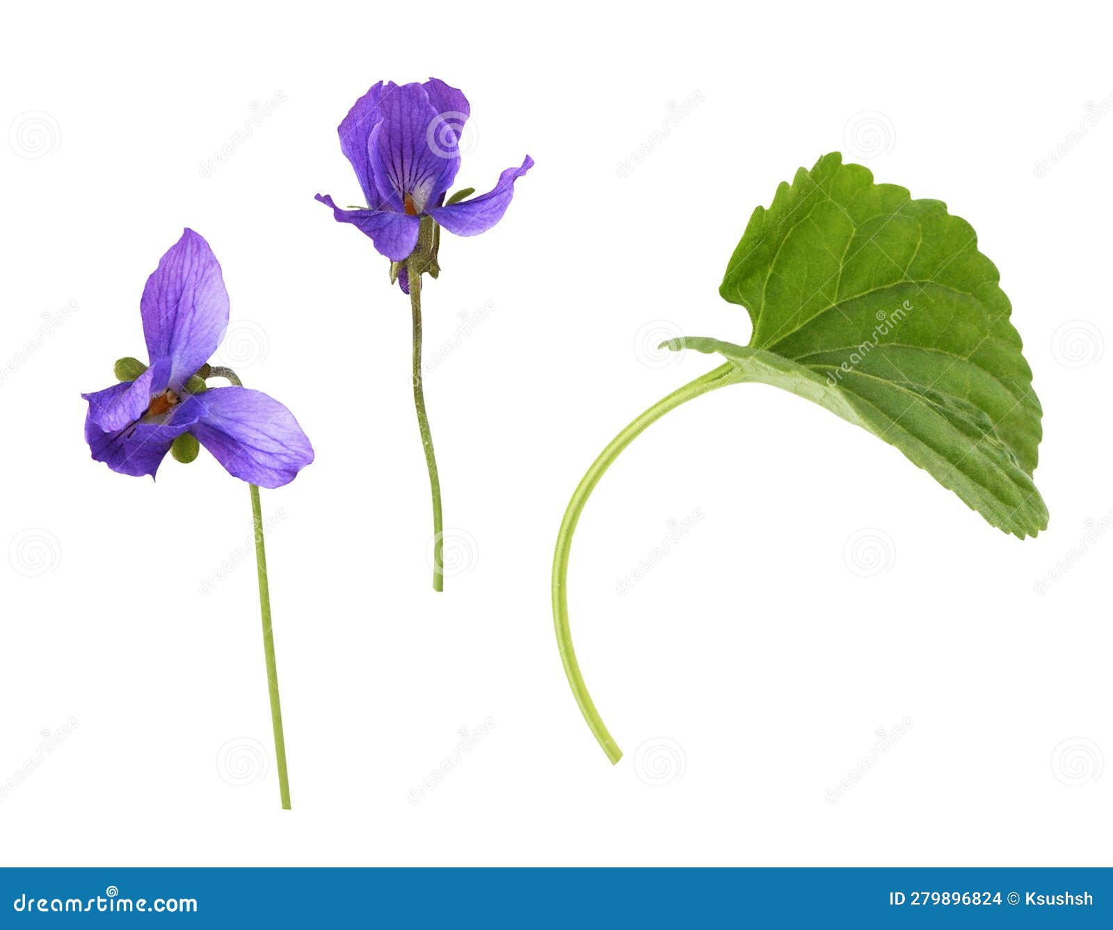 Set of Violat Flowers and Leaf Isolated Stock Photo - Image of violet ...