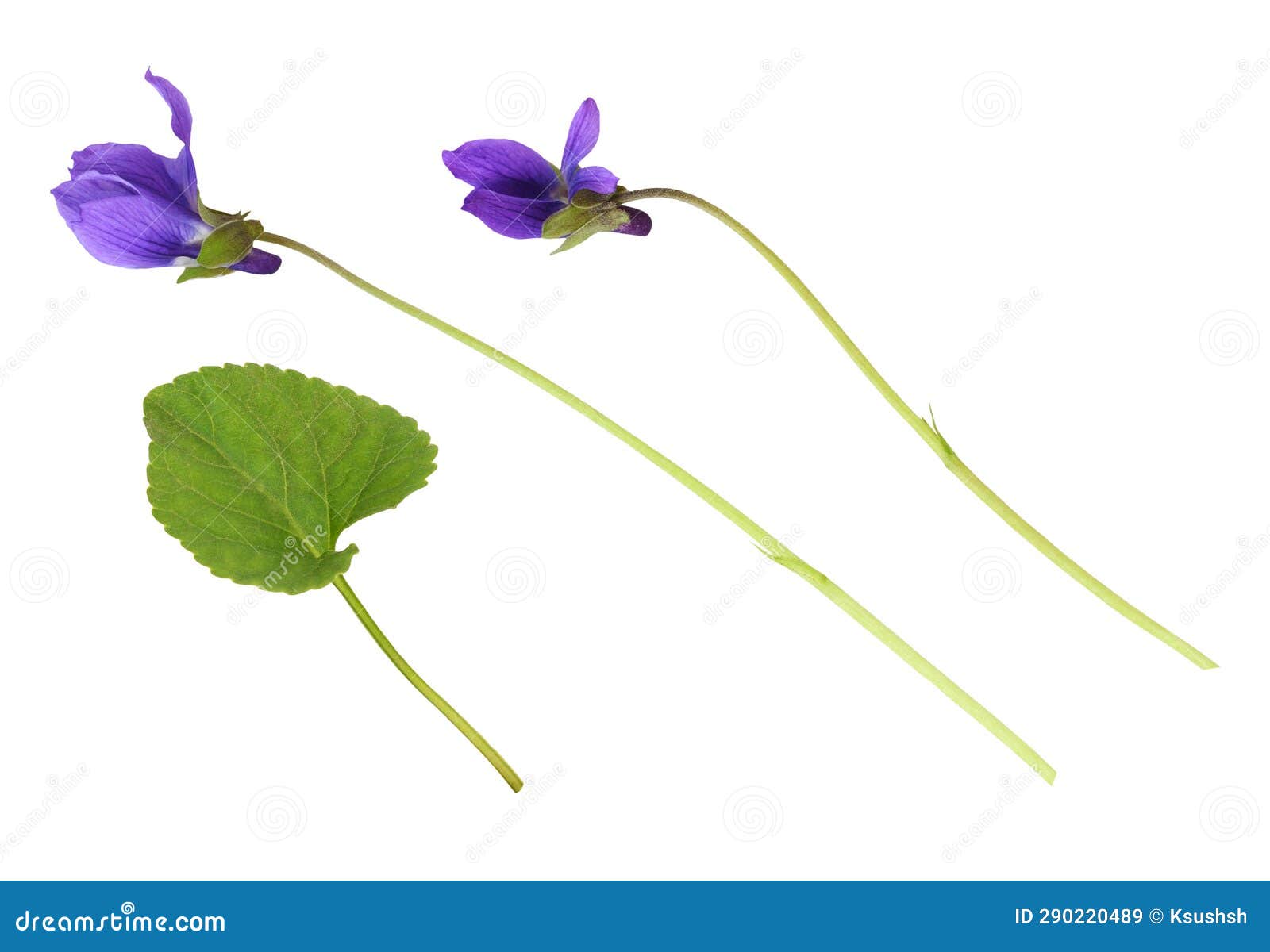 Set of Violat Flowers and Leaf Isolated Stock Image - Image of summer ...