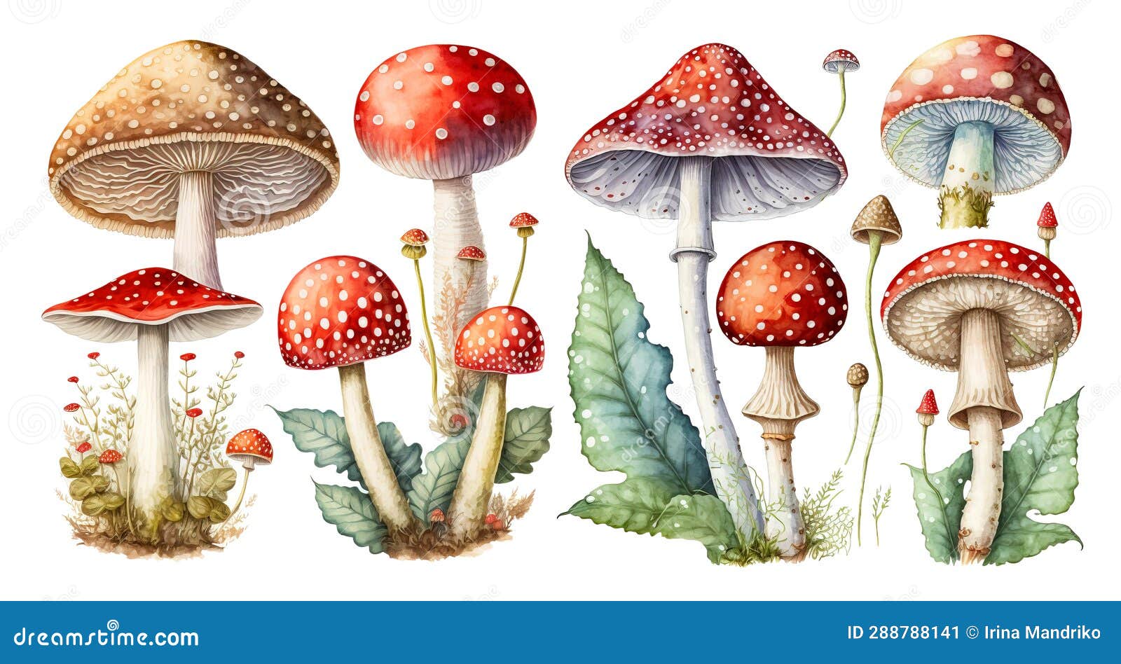 Set Of Watercolor Amanita Muscaria Mushrooms Isolated On White Stock