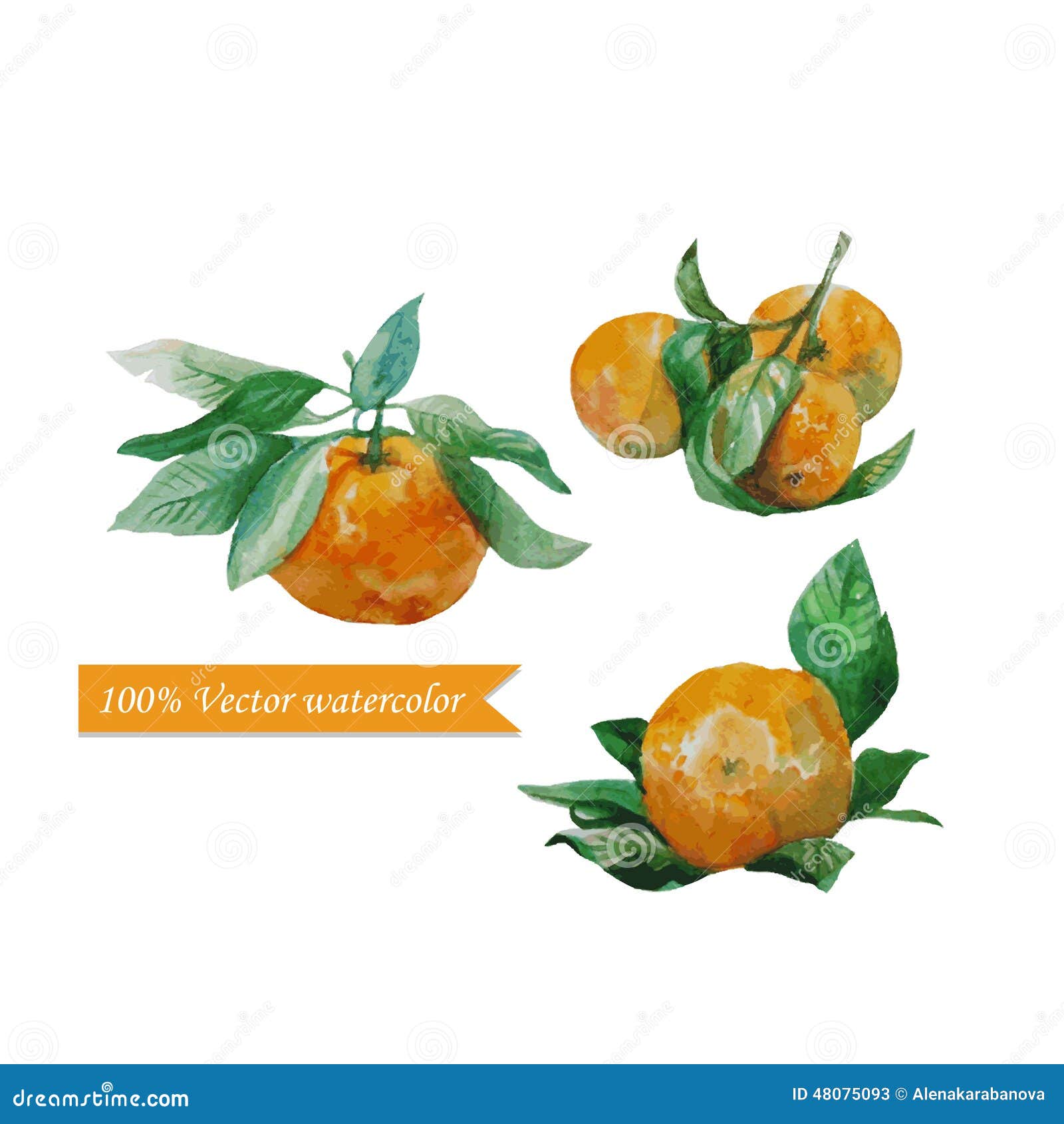 Set of Watercolor Drawing Mandarines Stock Illustration - Illustration ...