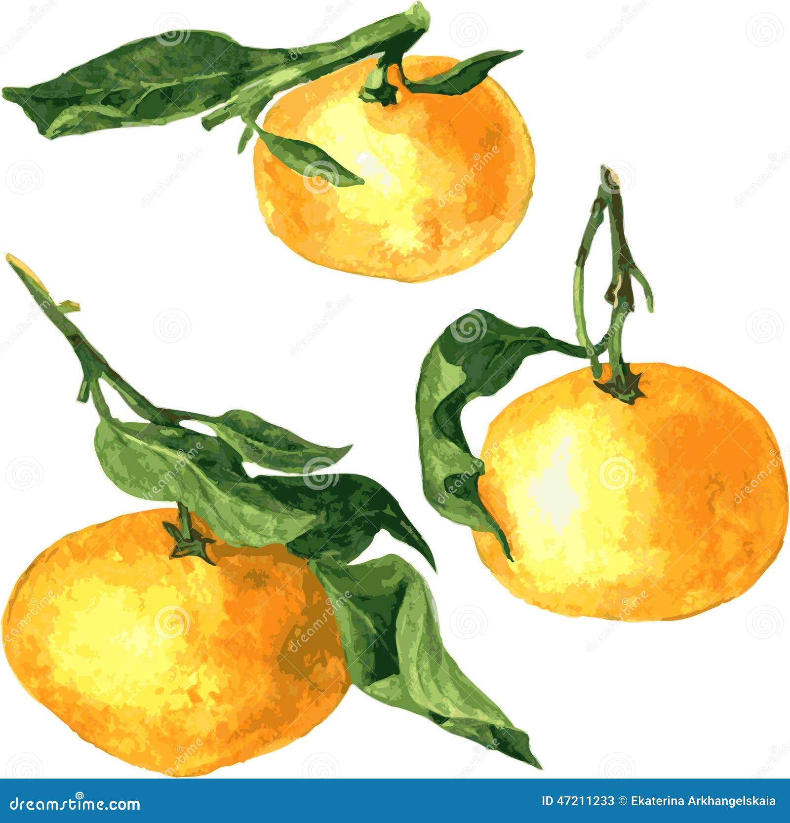 Set of Watercolor Drawing Mandarines Stock Vector - Illustration of ...