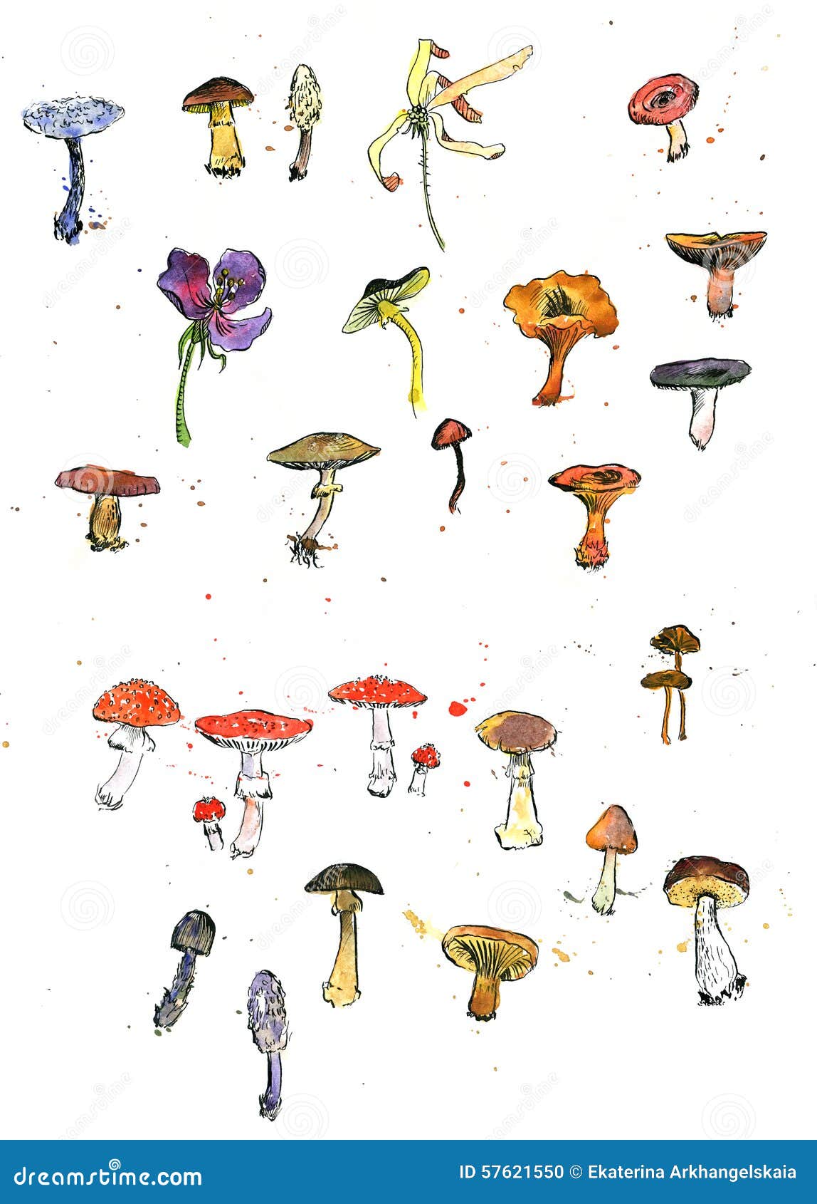 Set of Watercolor Drawing Mushrooms Stock Illustration - Illustration ... Set of Watercolor Drawing Mushrooms Stock Illustration - Illustration ...
