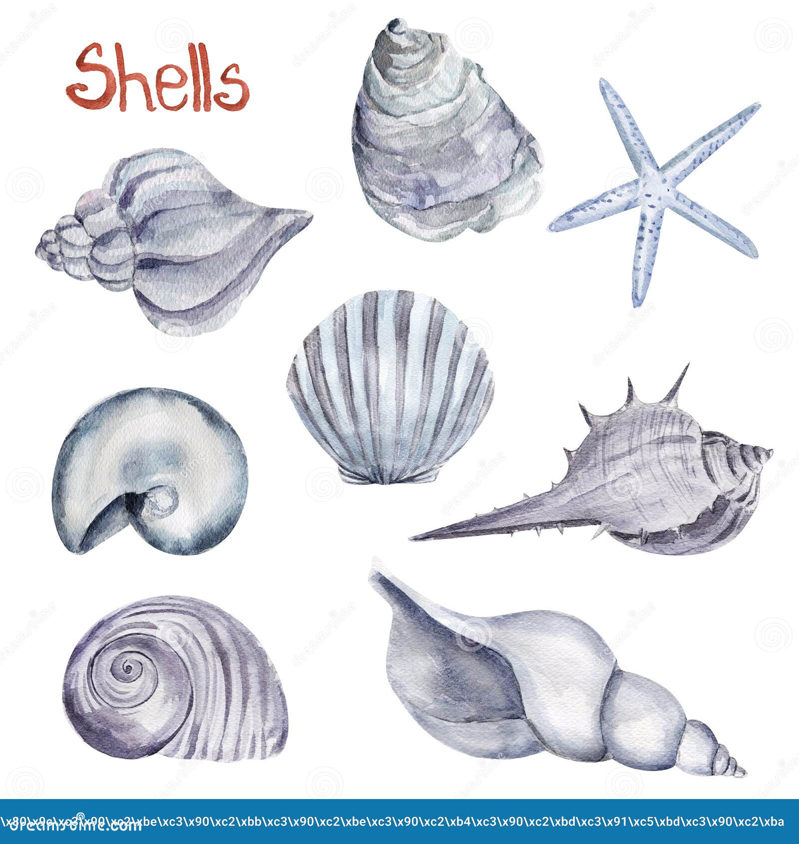 Set of Watercolor Elements of Seashells of Different Shapes Stock Image ...