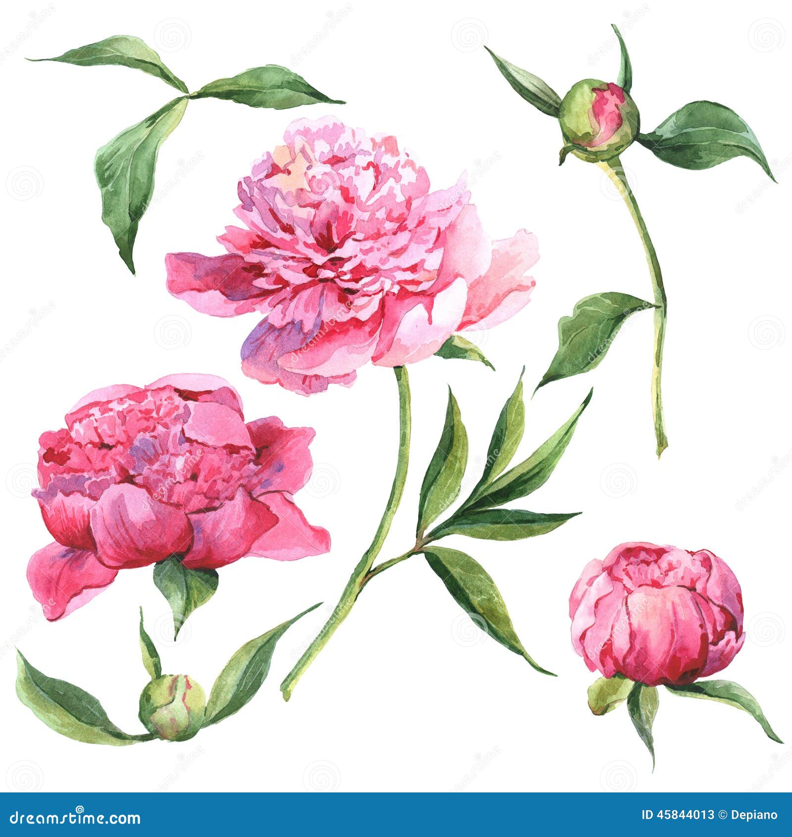 Set of Watercolor Floral Design Elements. Stock Illustration ...