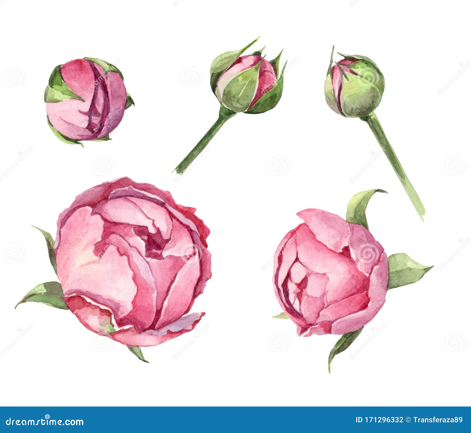 Set Watercolor Illustration Pink Roses Bud White and Pink Stock ...