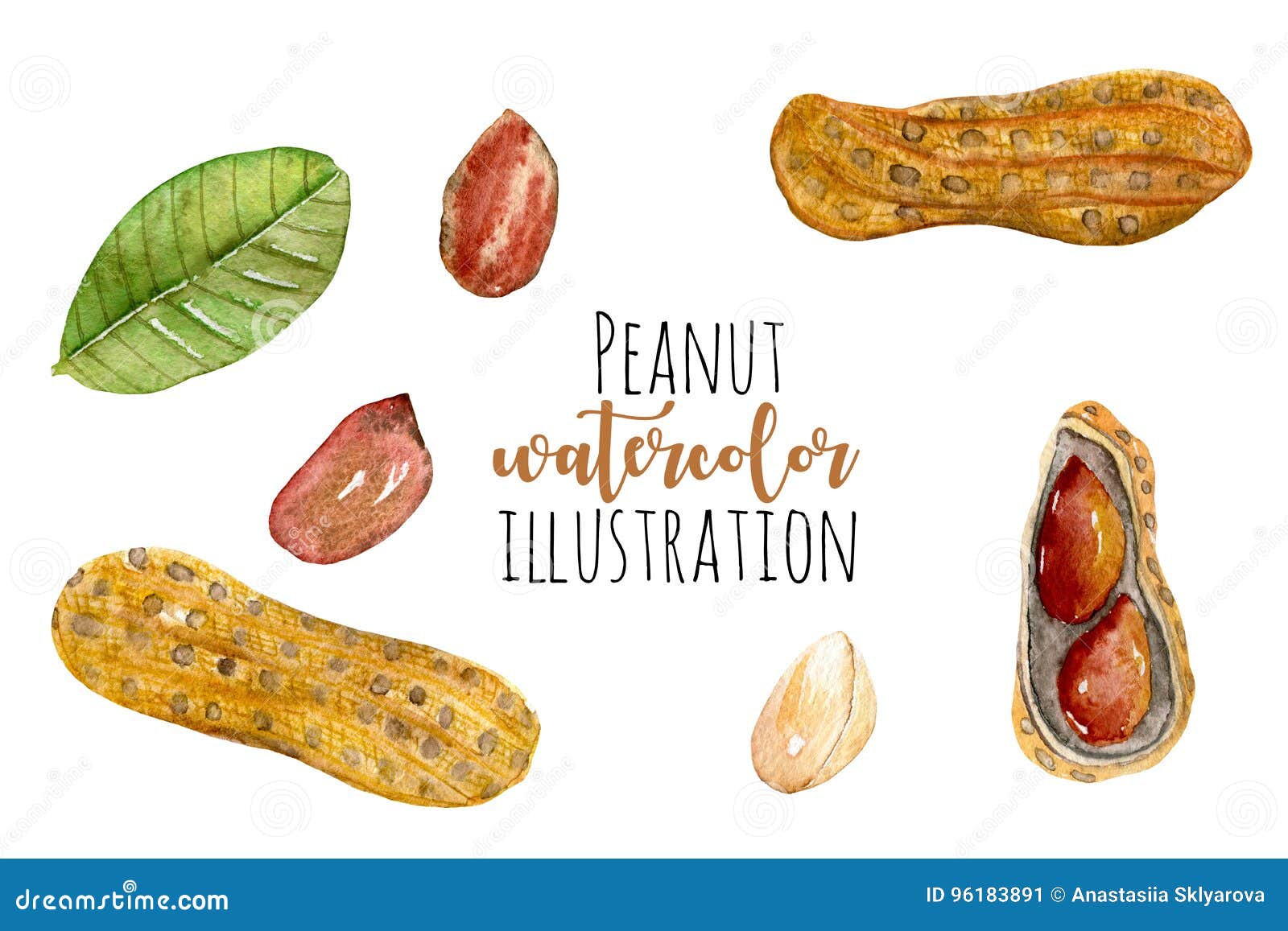 Set of Watercolor Peanut Elements Stock Illustration - Illustration of ...