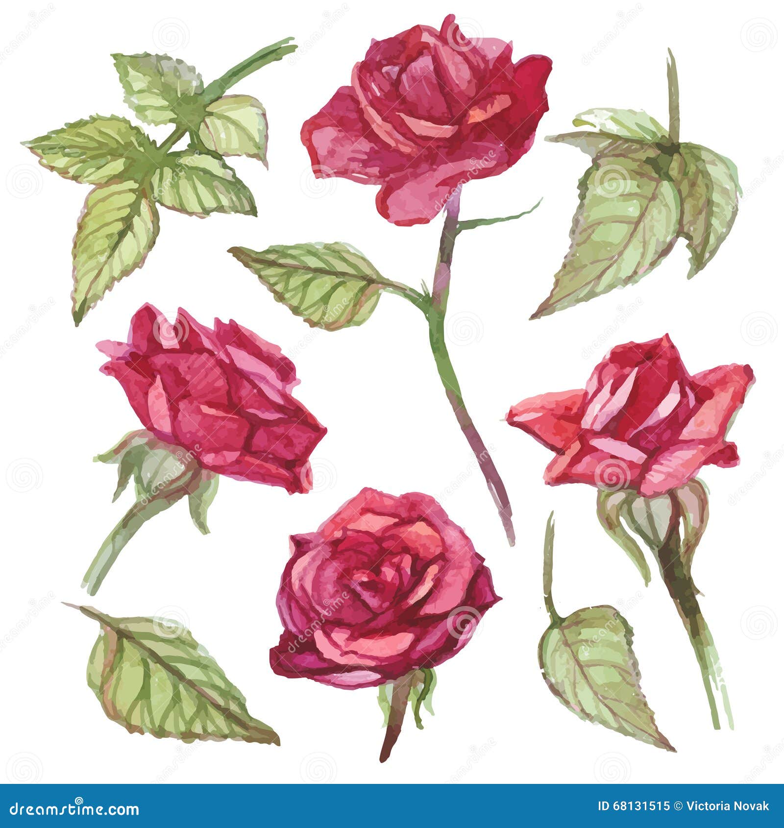 Set of watercolor roses. stock vector. Illustration of aquarelle - 68131515