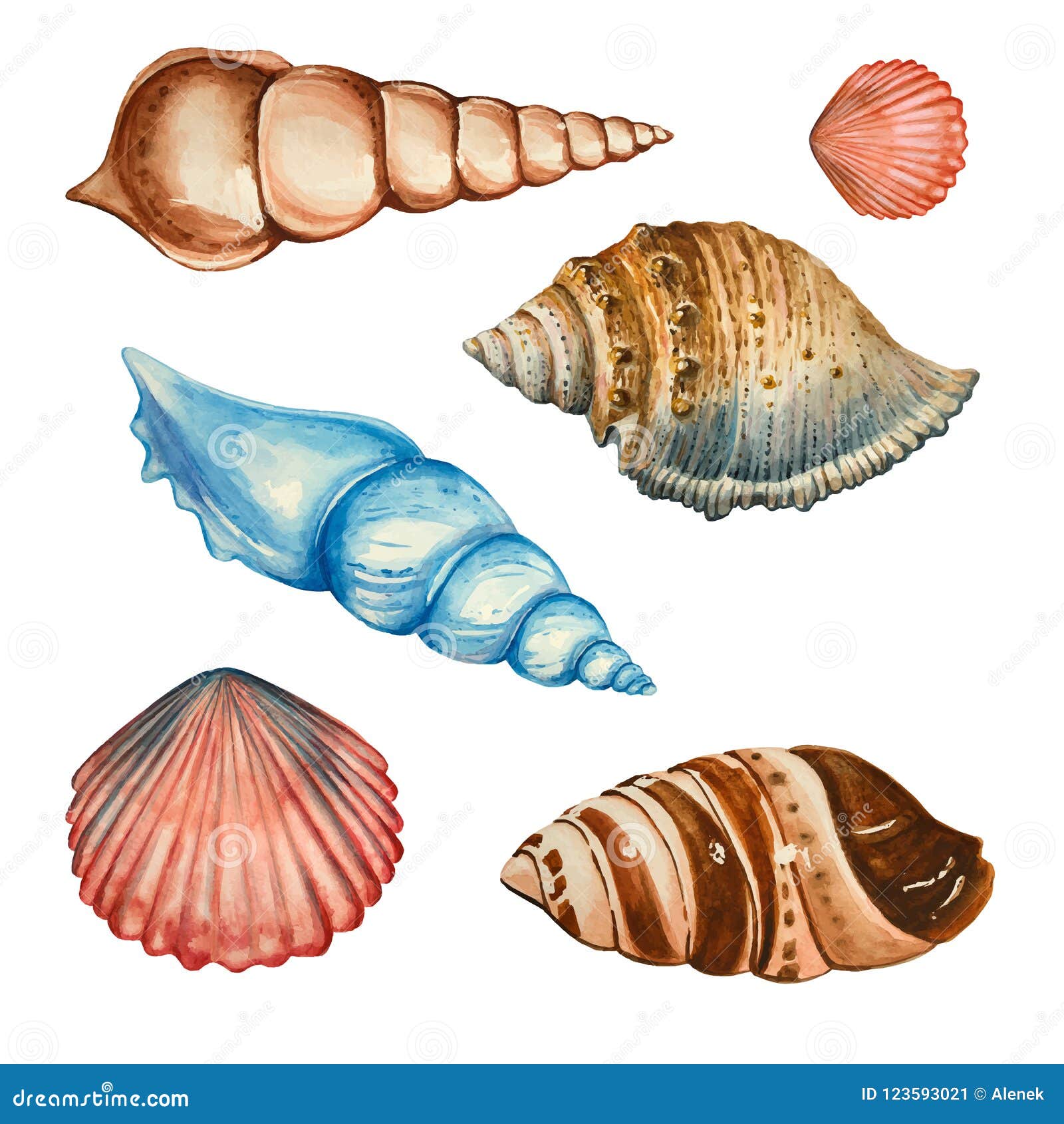 Set of Watercolor Seashells Stock Vector - Illustration of seashells ...