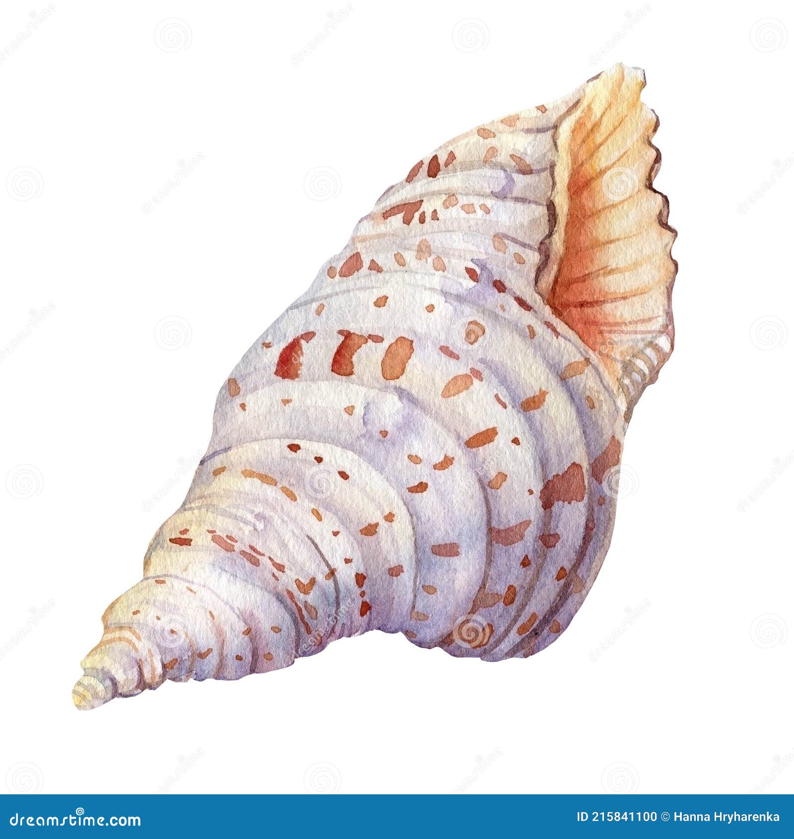 Big Set Of Seashells On An Isolated White Background, Hand Drawing ...
