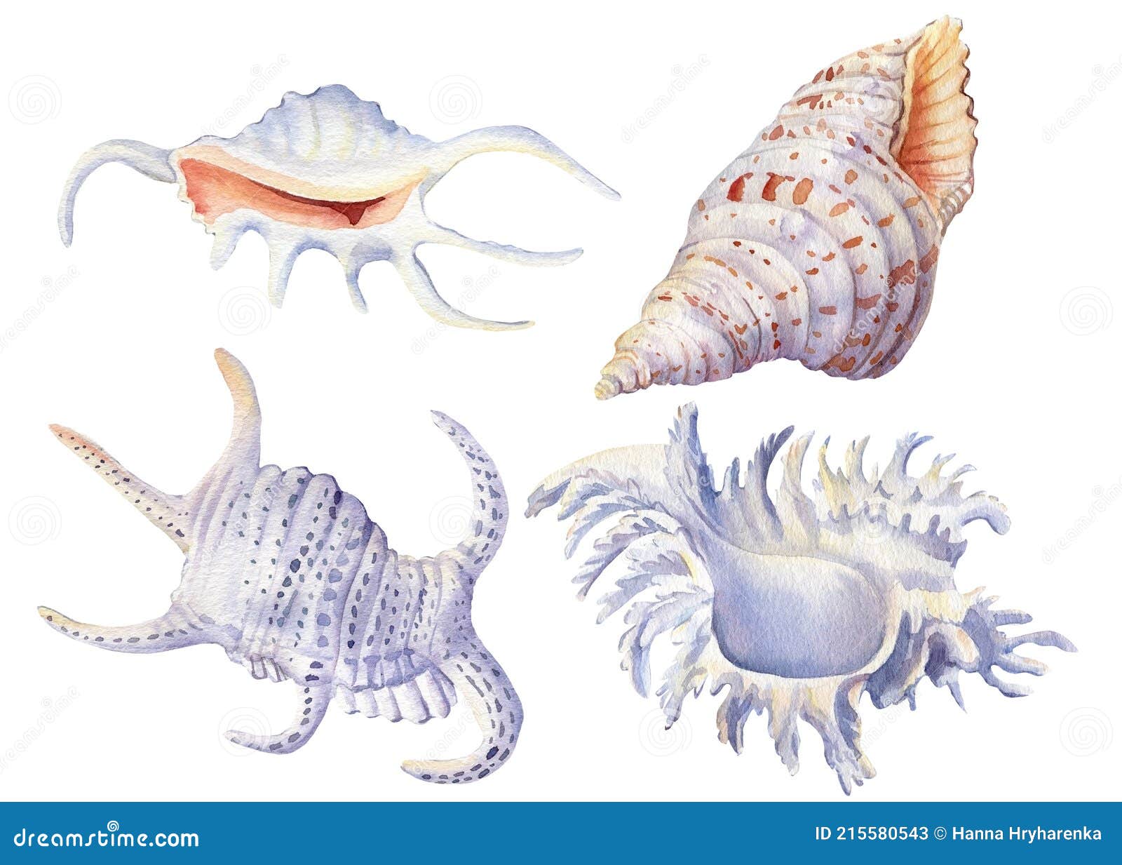 Big Set Of Seashells On An Isolated White Background, Hand Drawing ...