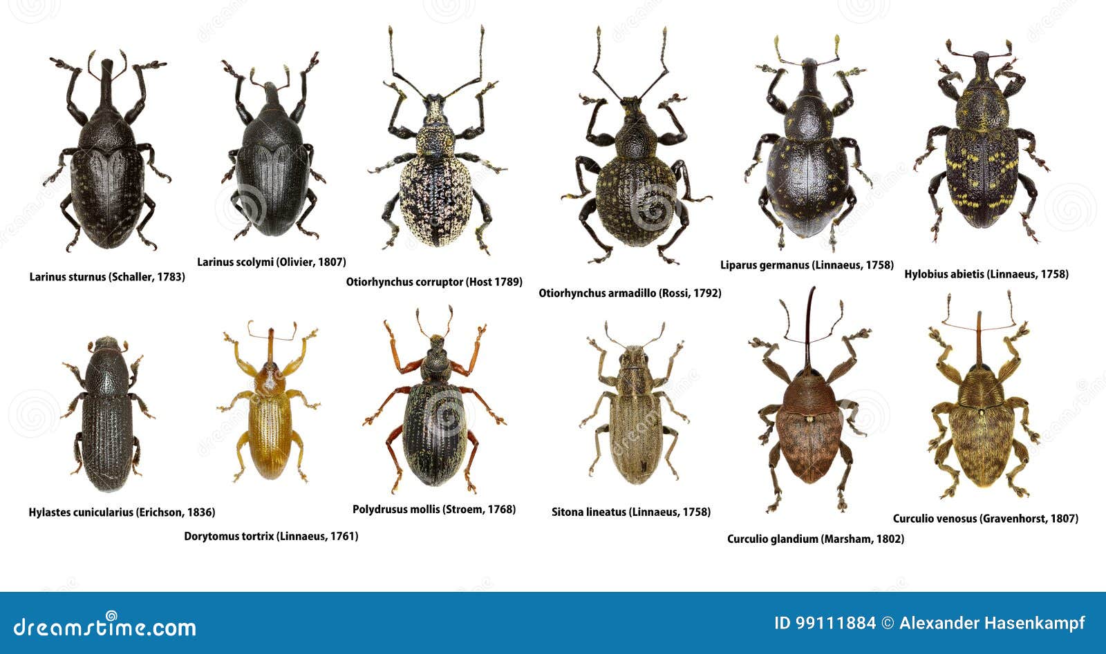 Set of Weevil Beetles of Europe Stock Photo - Image of twhite, larinus ...