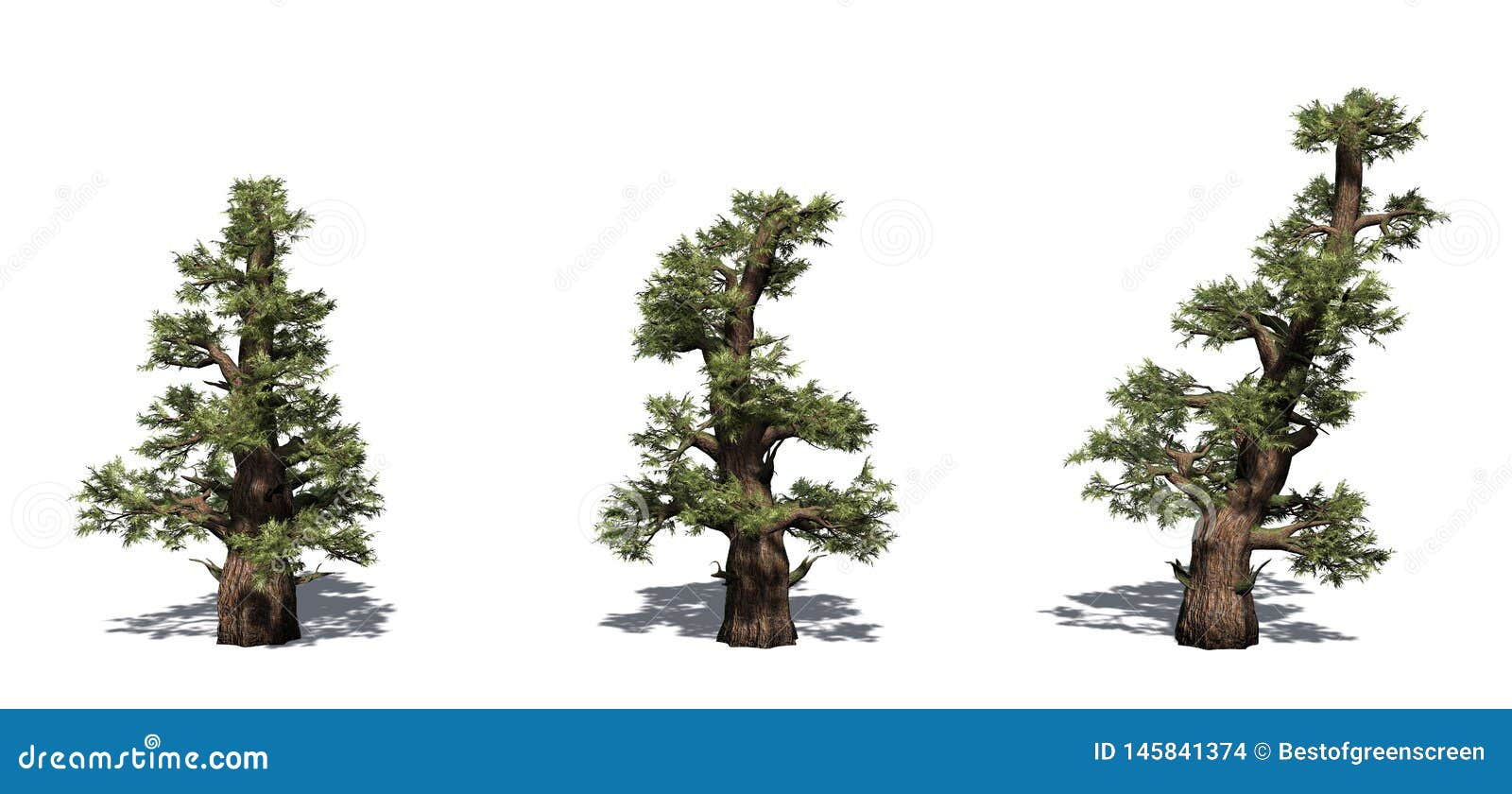 Set of Western Juniper Trees with Shadow on the Floor Stock ...