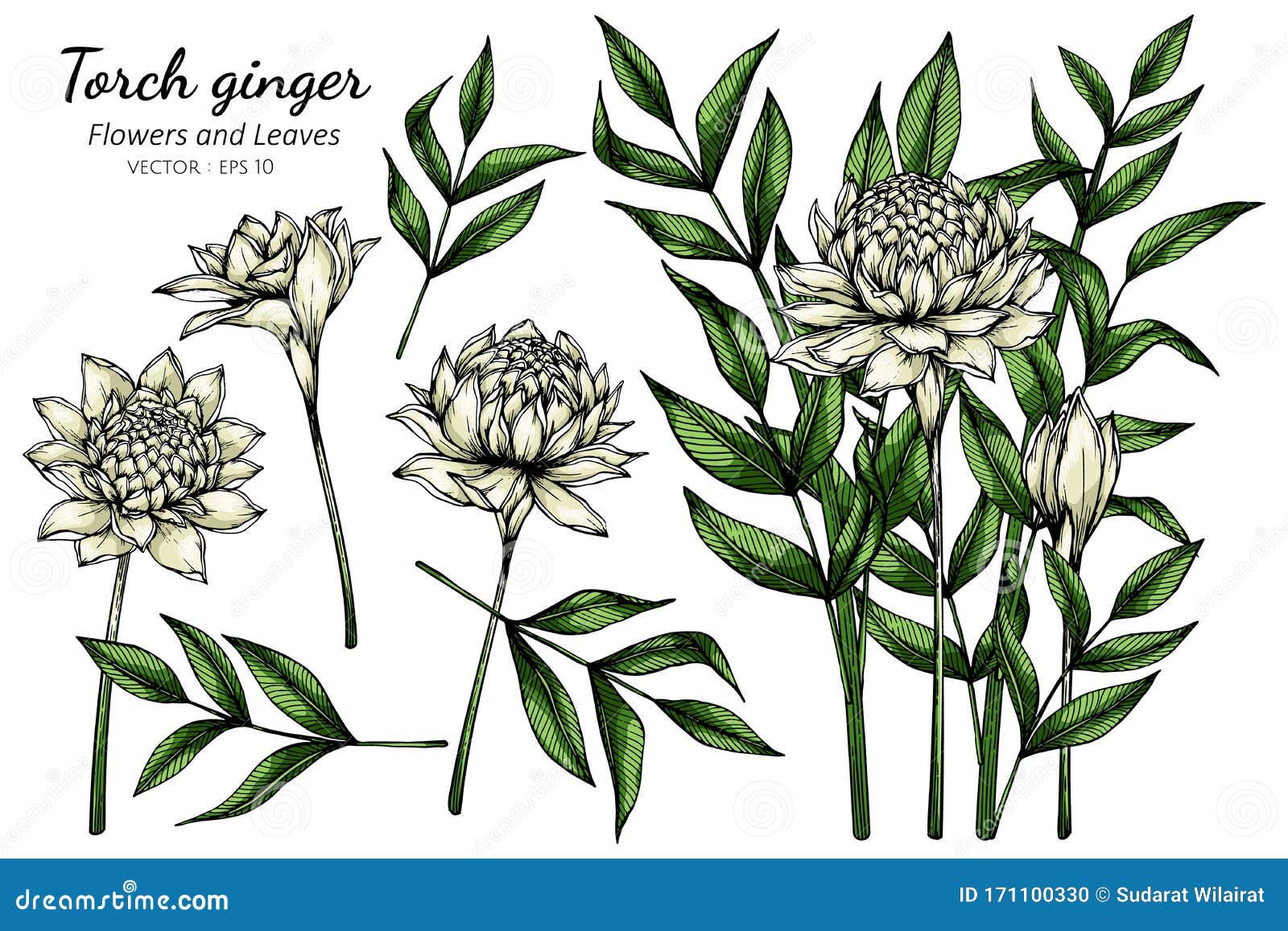 White Torch Ginger Flower And Leaf Drawing Illustration With Line Art ...