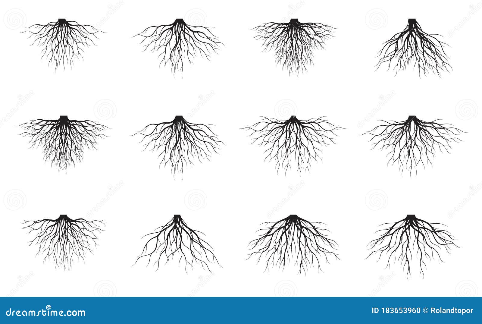 Set of White Tree Roots. Vector Outline Illustration and Nature Image ...
