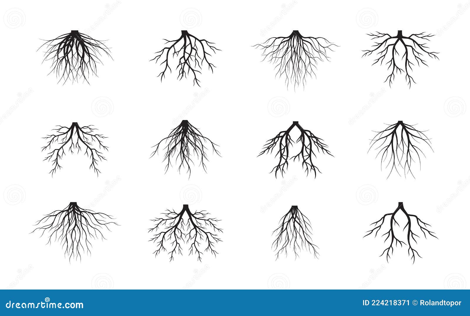 Set of White Tree Roots. Vector Outline Illustration and Nature Image ...