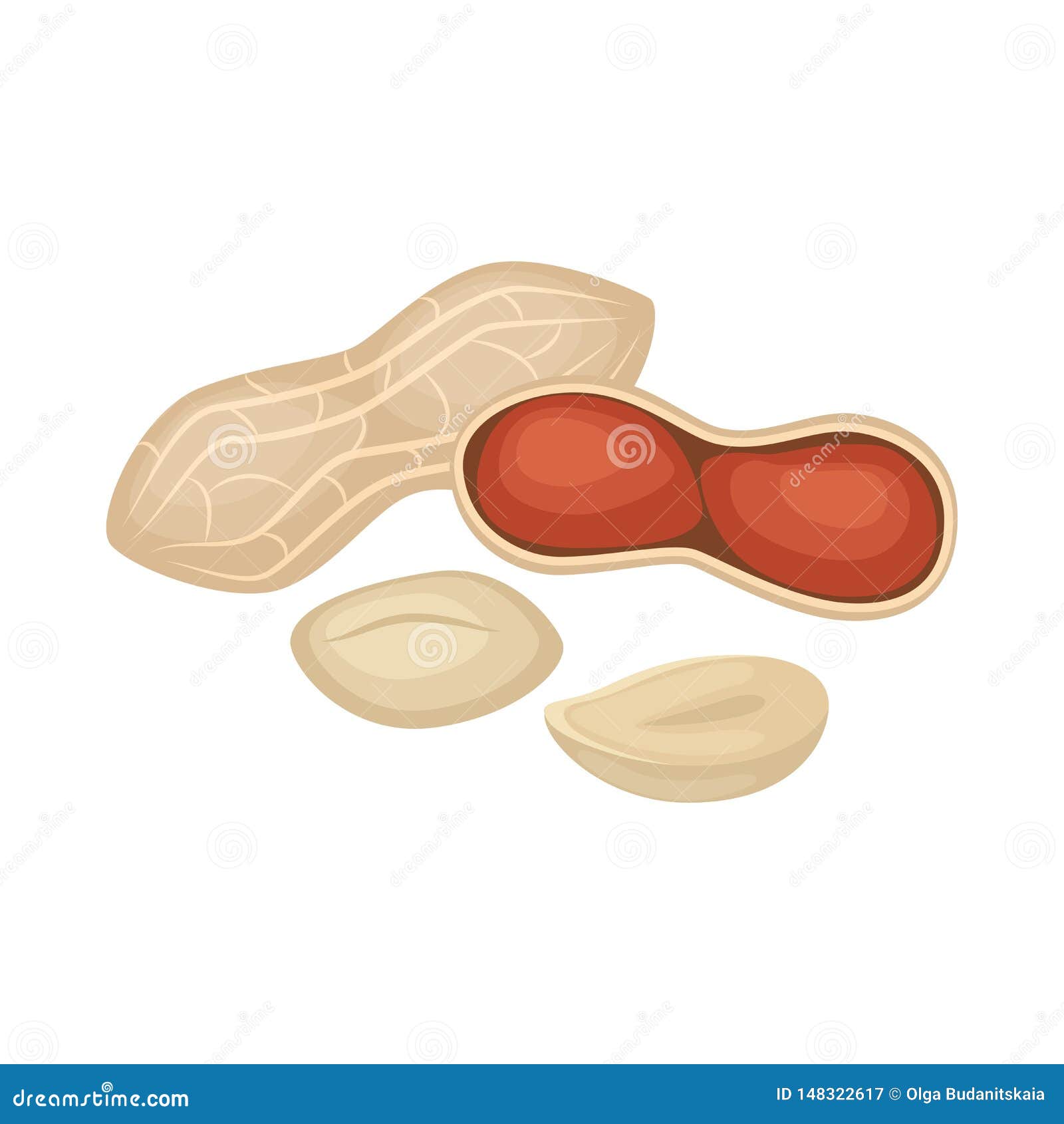 Set of Whole and Half Peanuts Vector Illustration Isolated on White ...