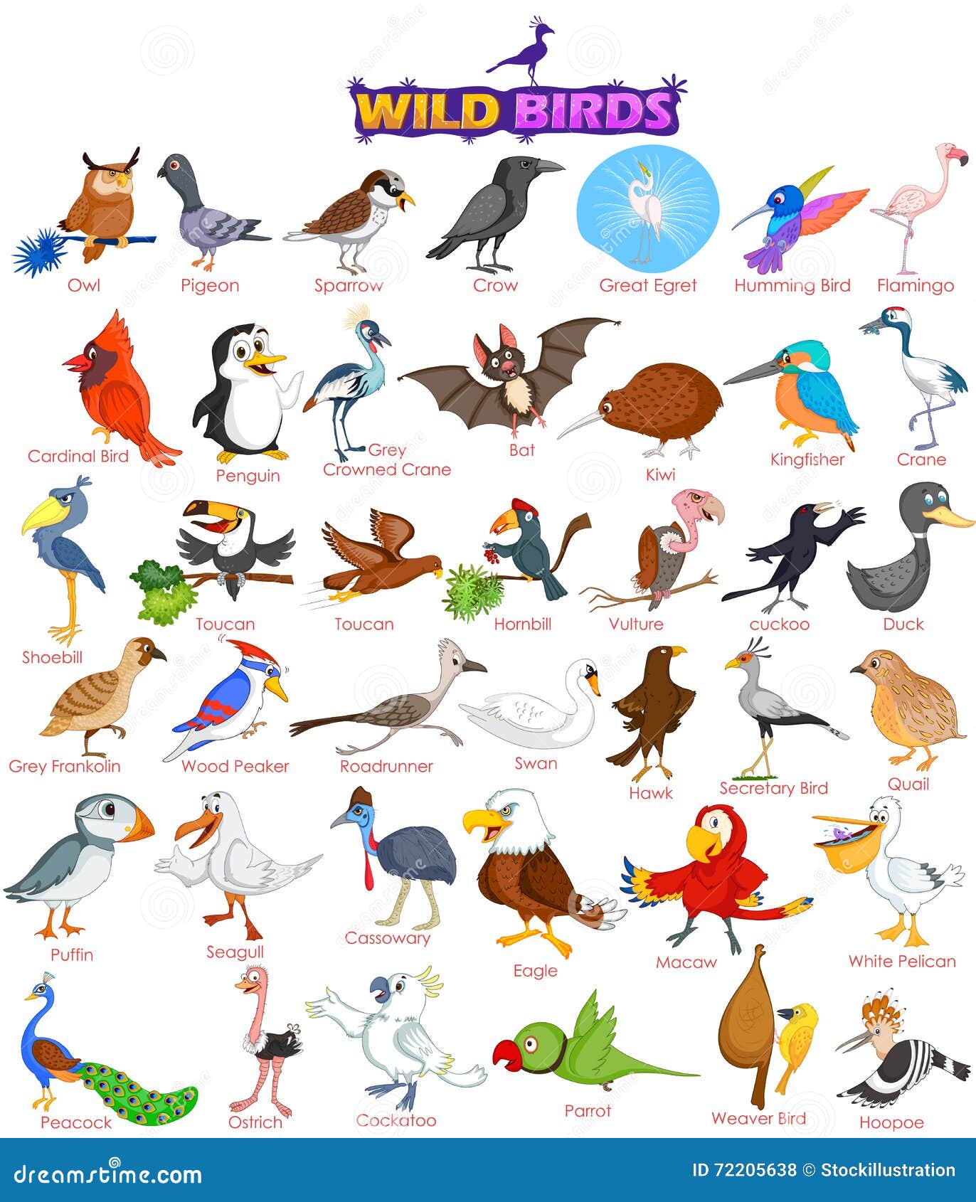 Set of Wide Variety of Wild Birds Stock Vector - Illustration of ...