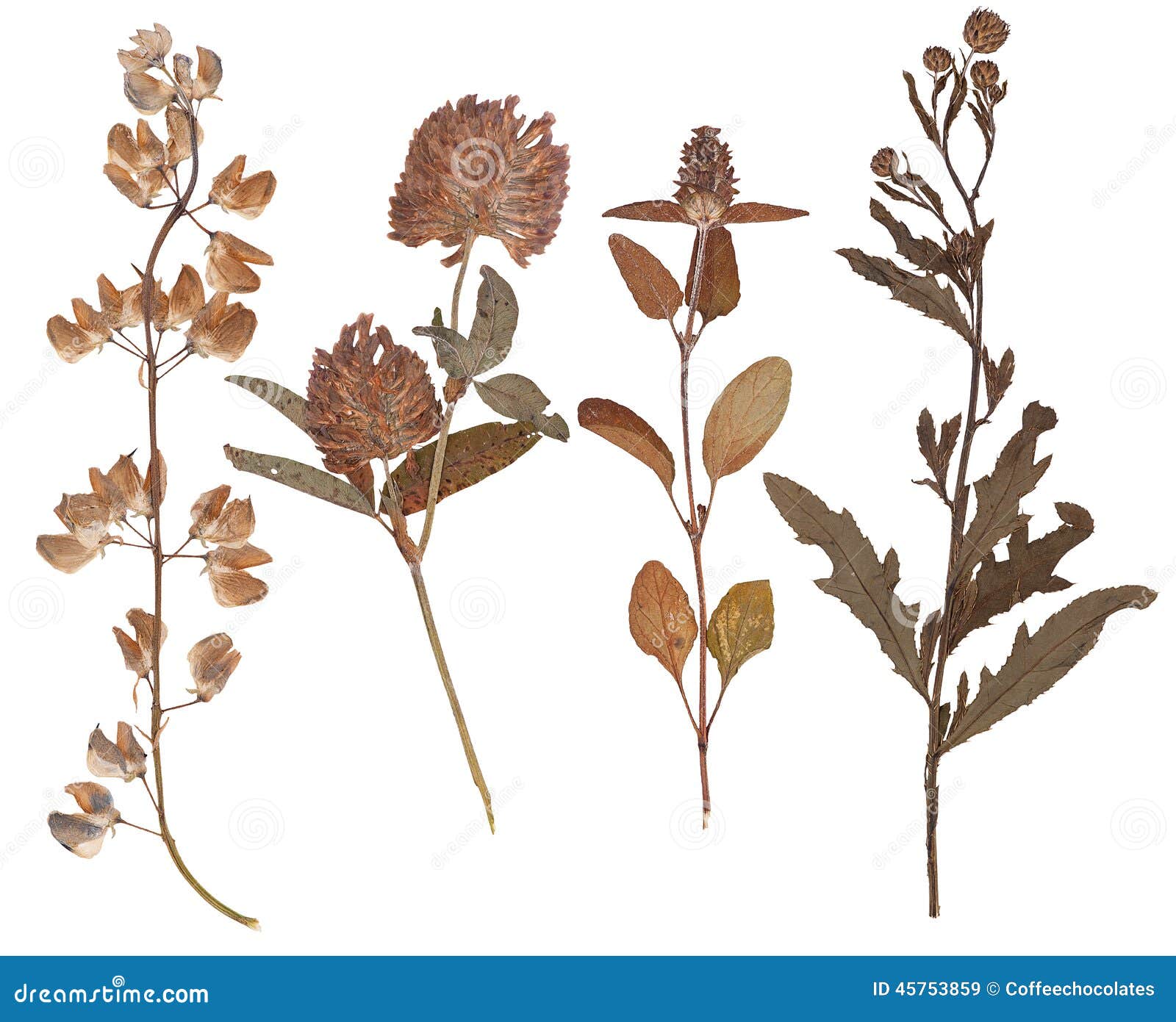 Set of Wild Dry Pressed Flowers and Leaves Stock Image - Image of ...
