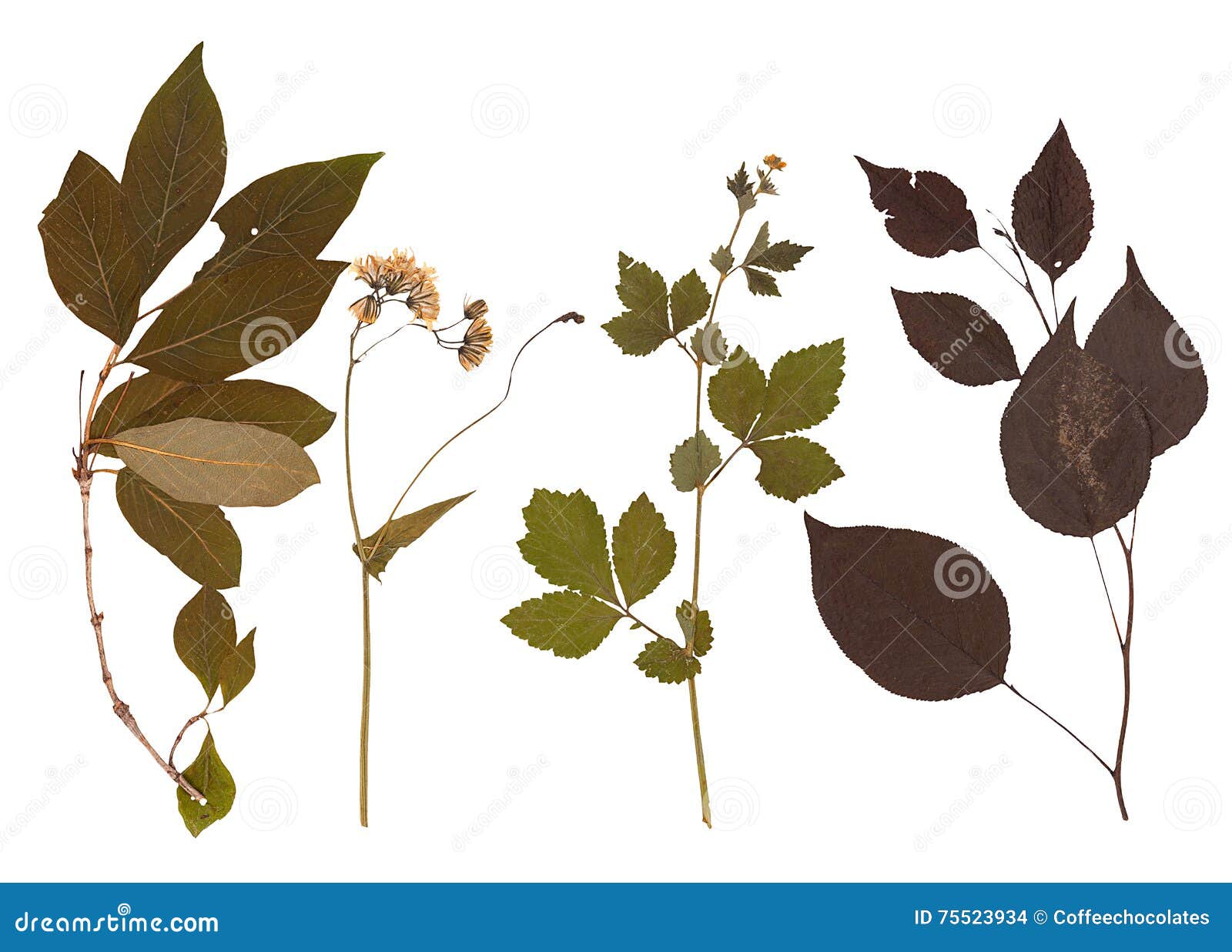 Set of Wild Dry Pressed Plants Stock Photo - Image of closeup, flora ...