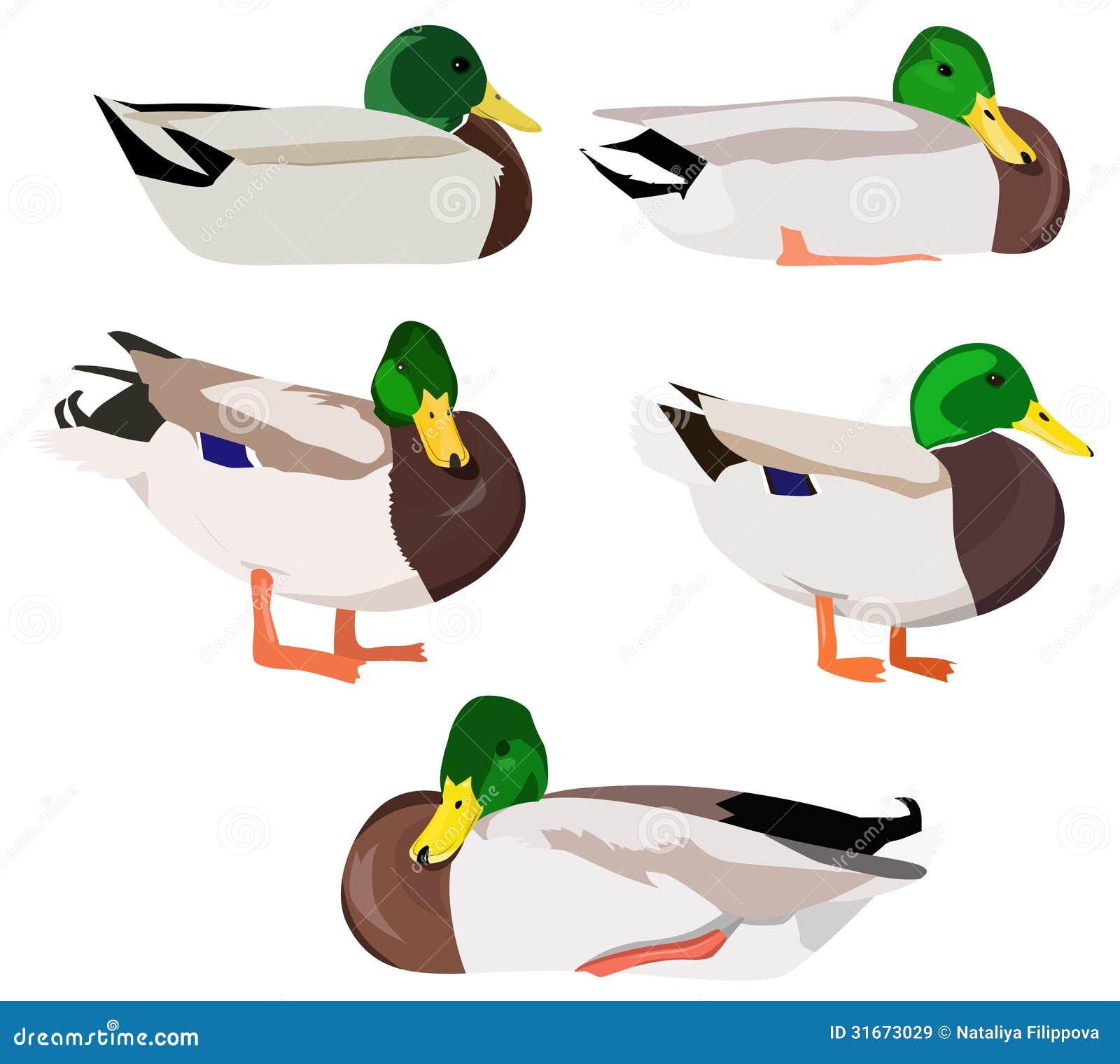 Mallard Duck Head Clip Art