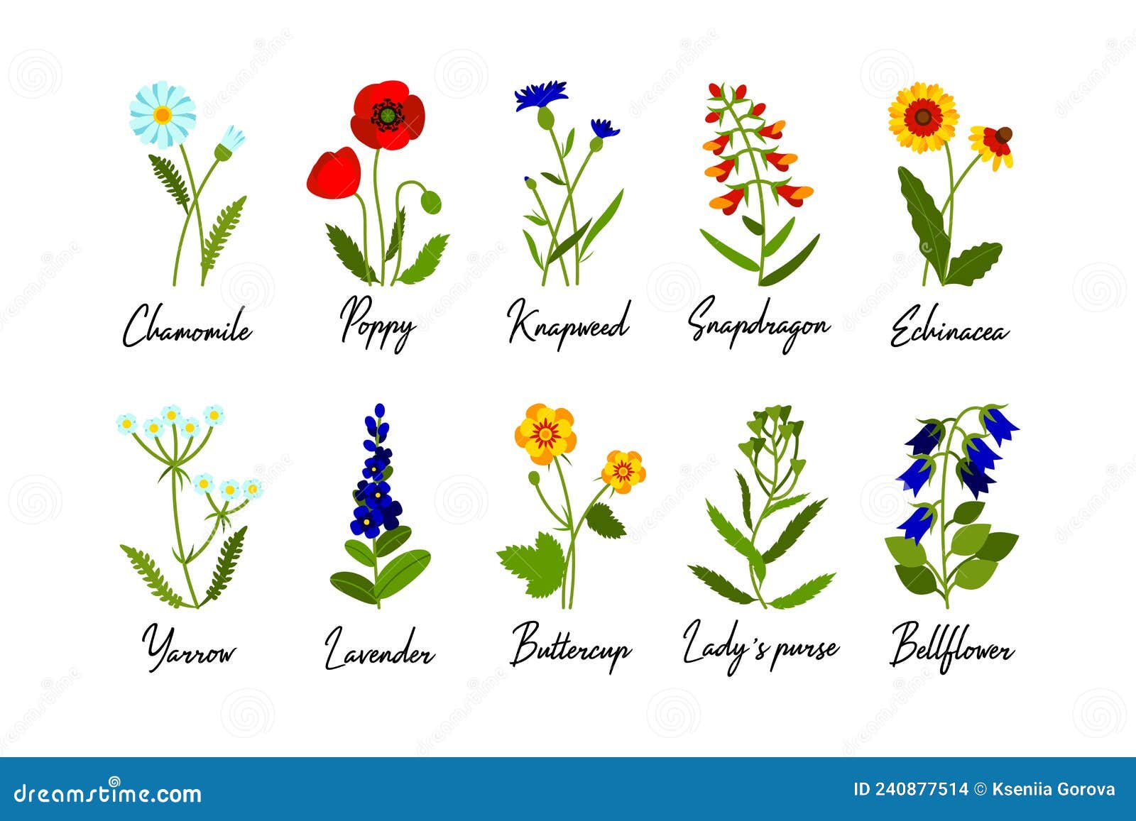 Set of Wild Field Flowers with Names Isolate on White Background ...