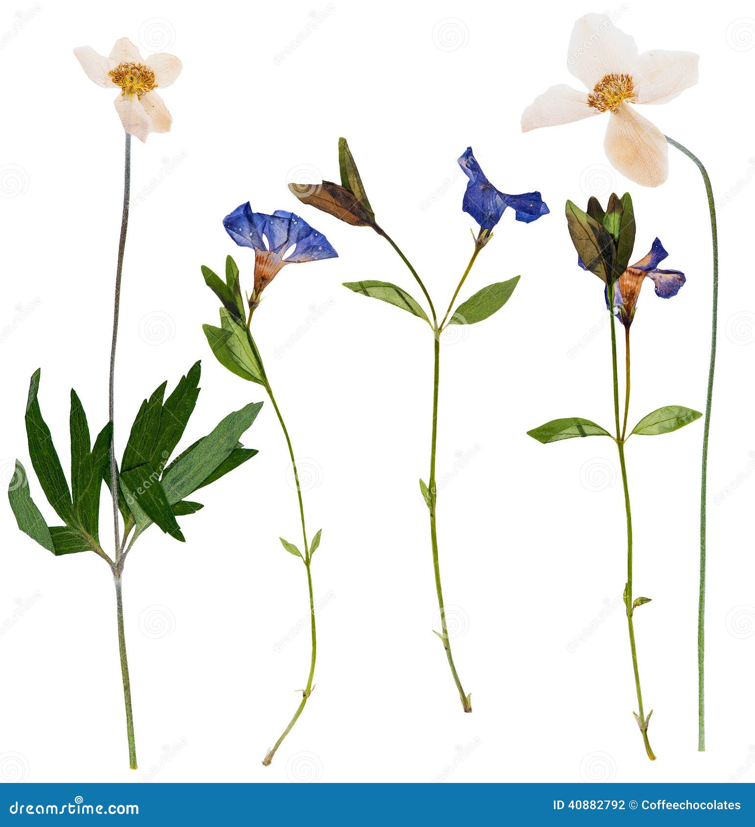Set of Wild Flowers Pressed Stock Photo - Image of botanical, blooming ...