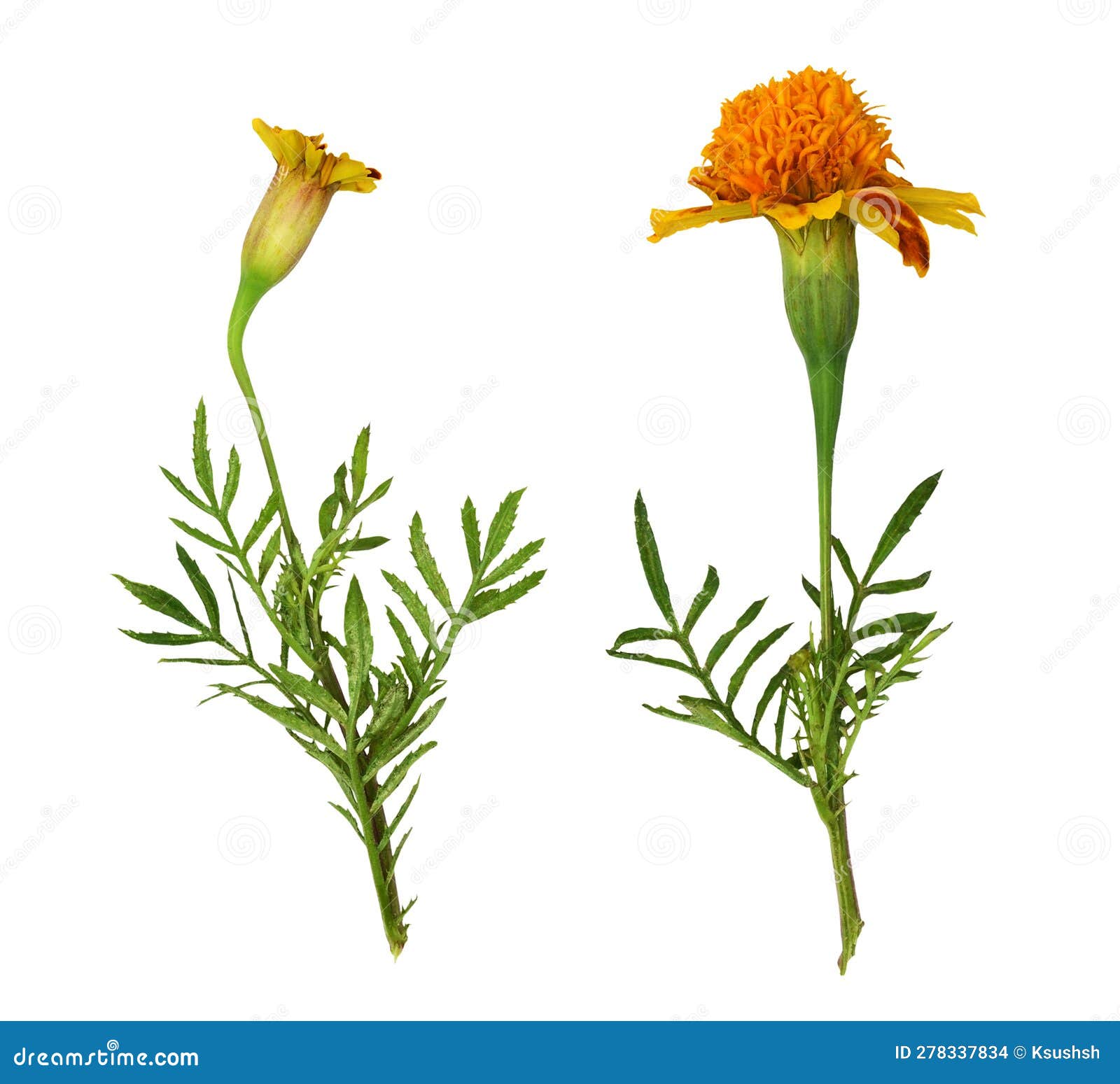 Set of Wild Marigold Flower and Bud Isolated Stock Photo - Image of ...