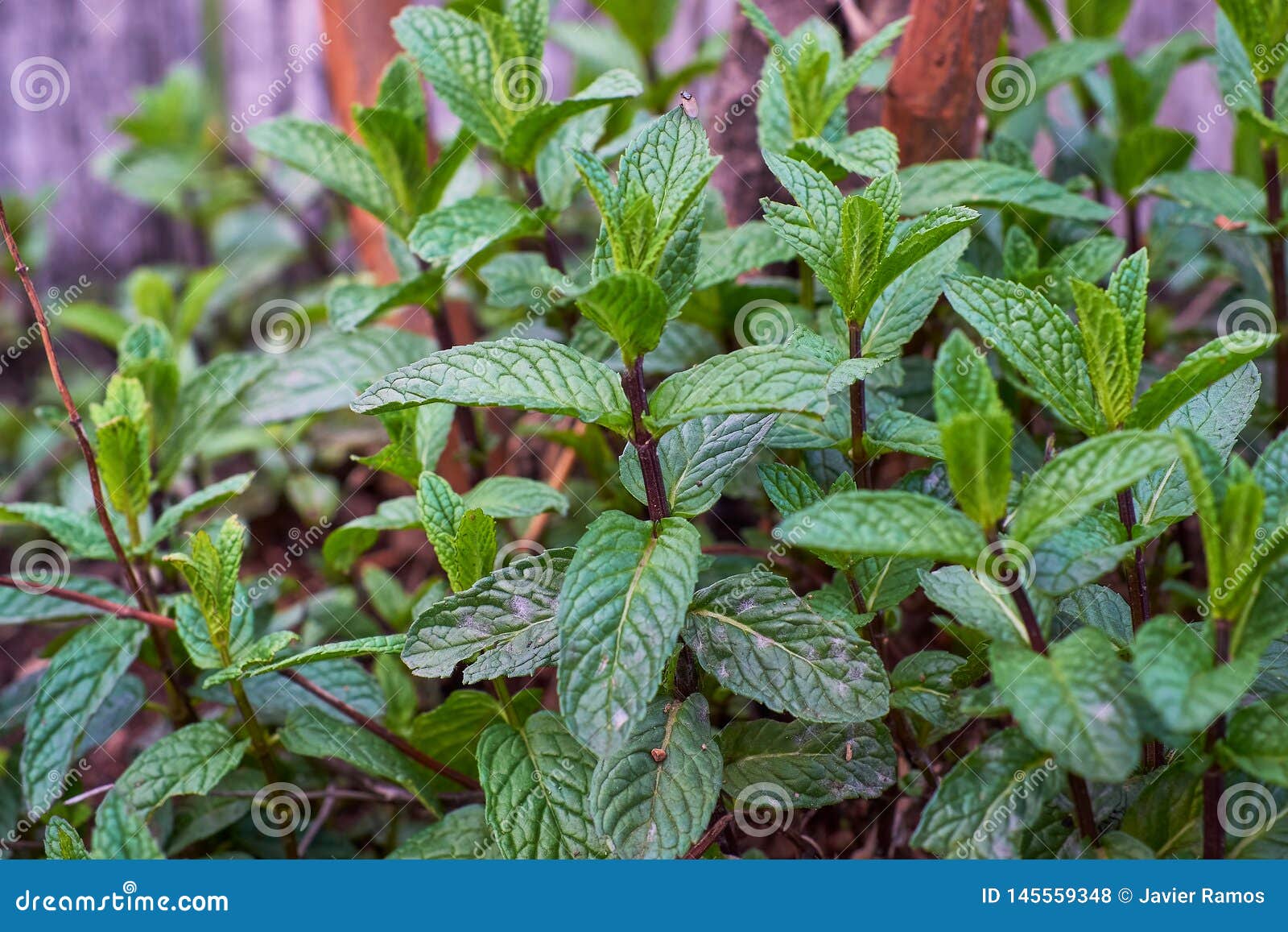 Set of wild mint herbs stock photo. Image of wild, peppermint - 145559348