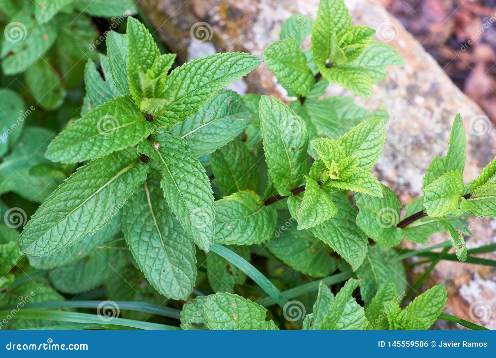 Set of wild mint herbs stock photo. Image of spring - 145559506