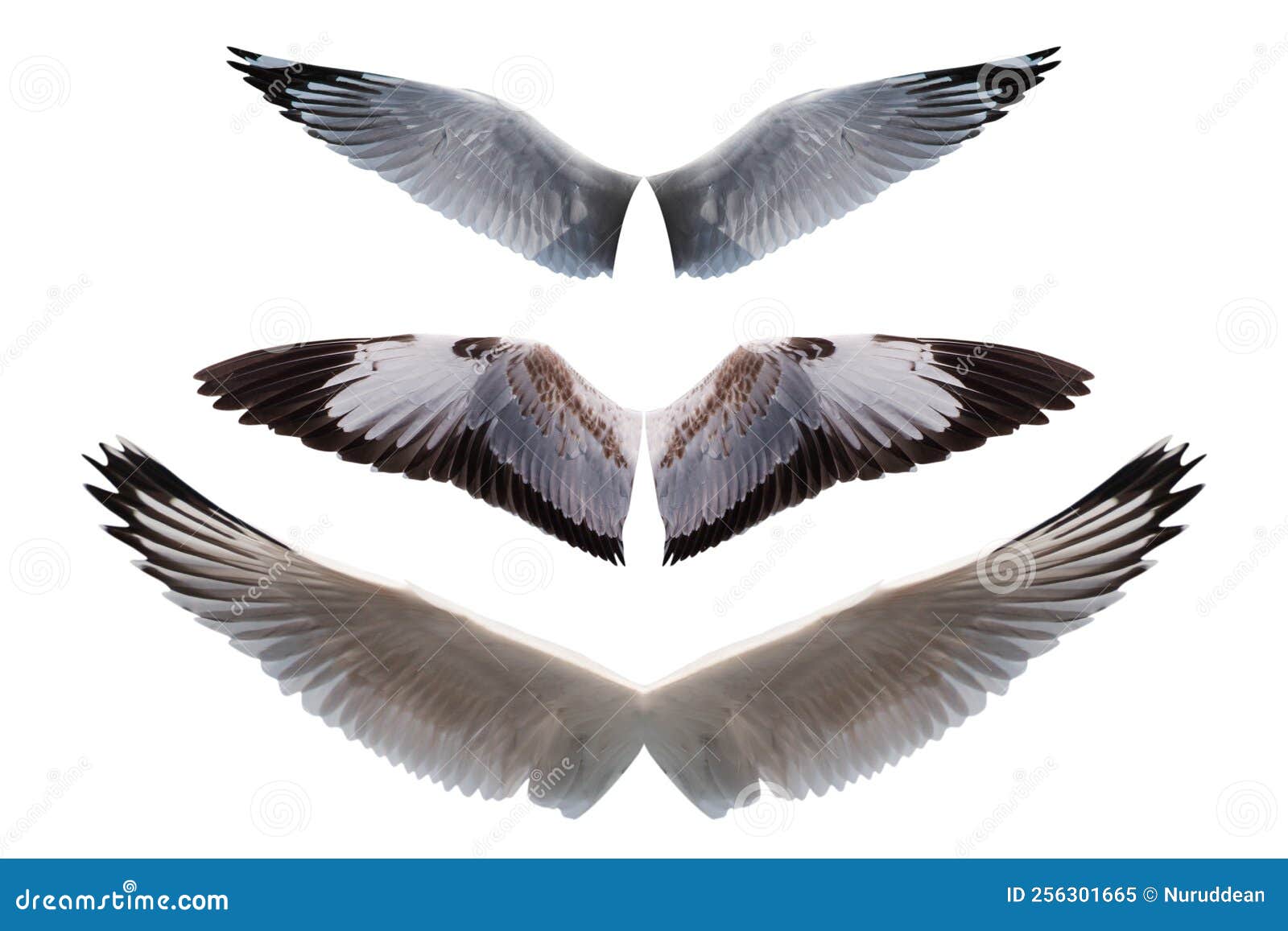 Set of Wings Bird Isolated on White Background Stock Image - Image of ...