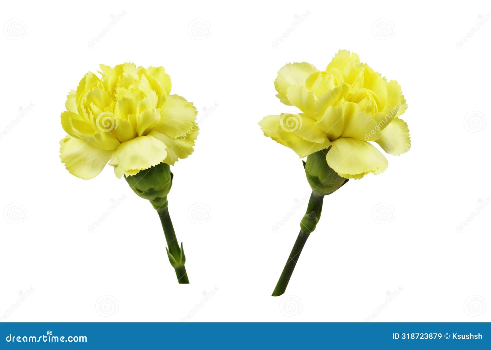 Set of Yellow Carnation Flowers Isolated on White Stock Image - Image ...