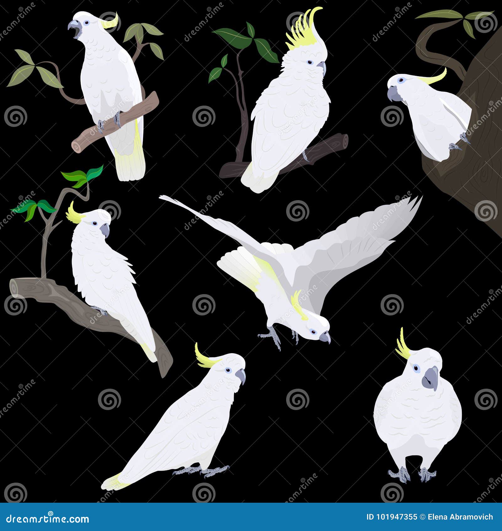 Set Of Yellow-crested Cockatoos Cartoon Vector | CartoonDealer.com ...