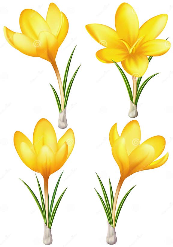 Yellow crocus stock vector. Illustration of spring, primrose - 29517874