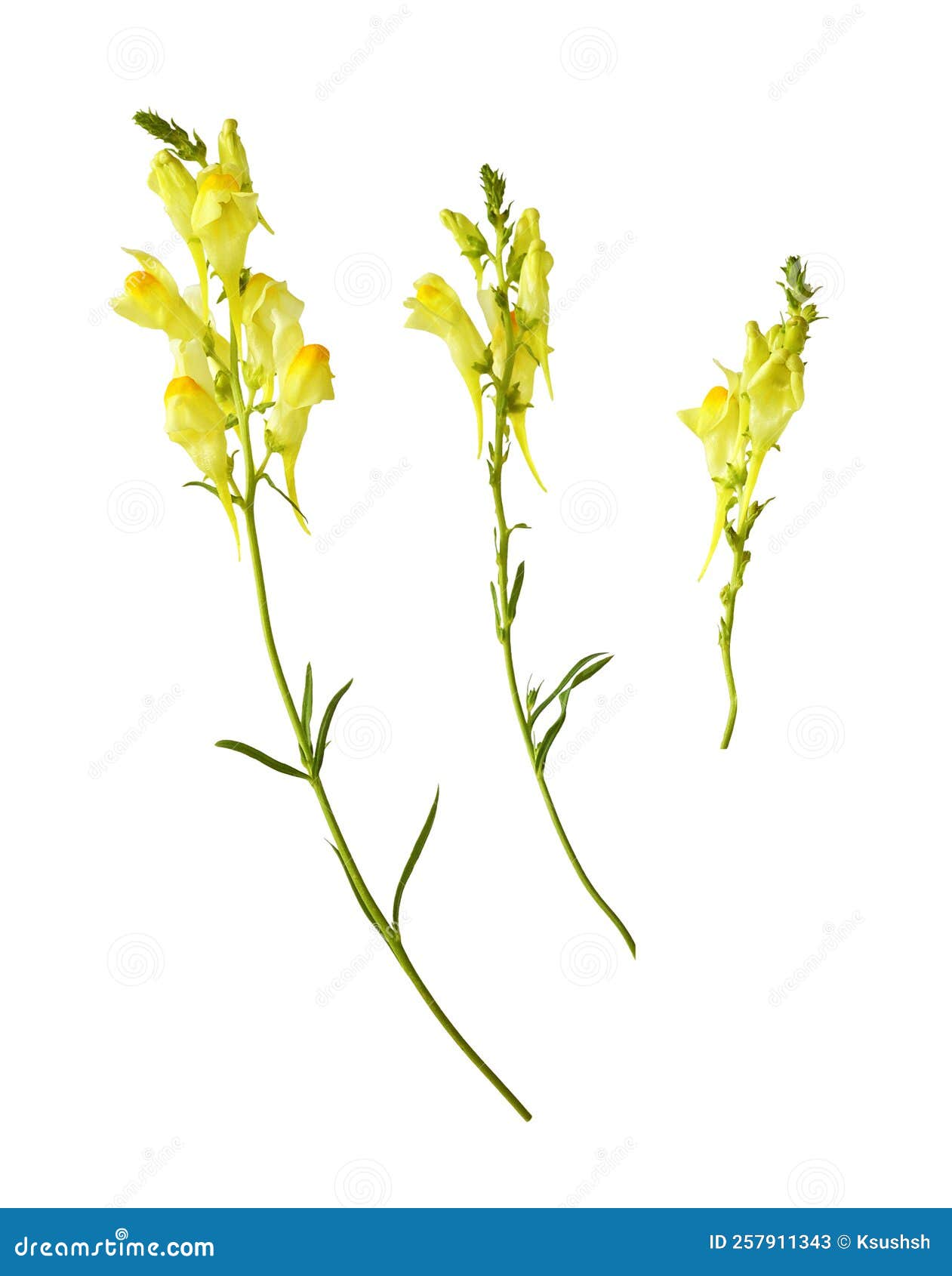 Set of Yellow Linaria Flowers Isolated Stock Image - Image of linaria ...