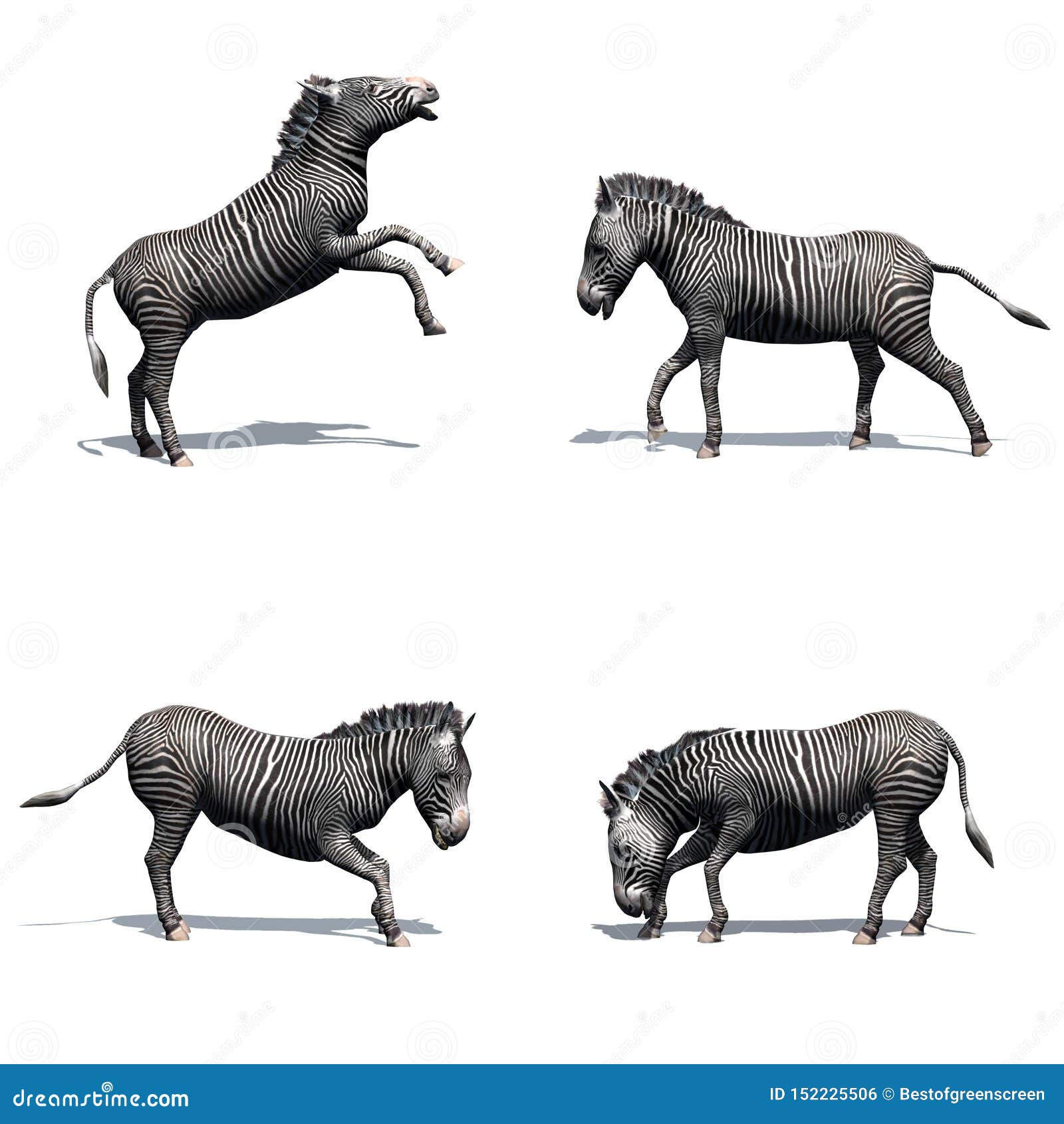 Set Of Zebra In Different Movements With Shadow On The Floor On White ...