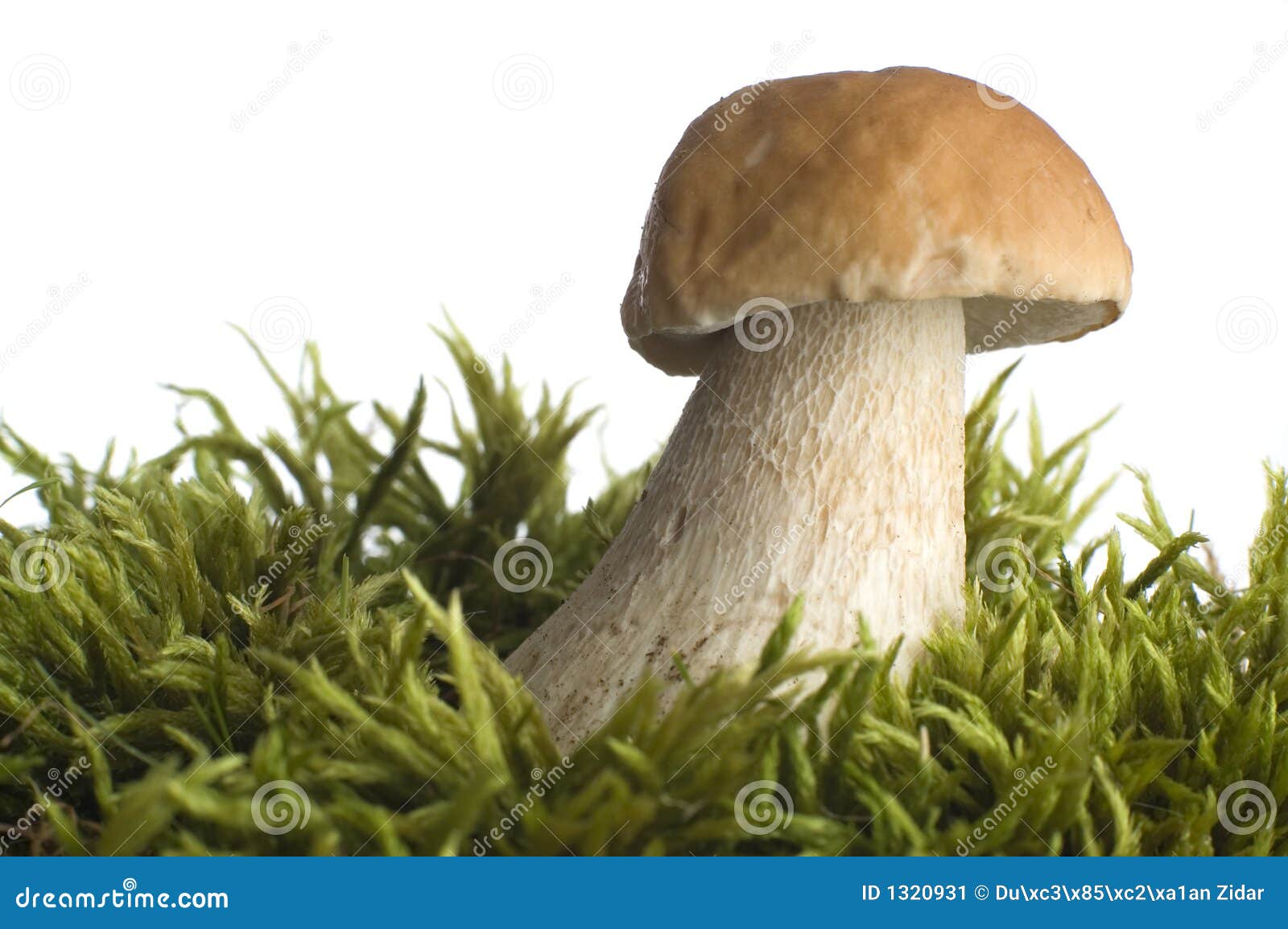 Seta Imagen. Imagen: 1320931