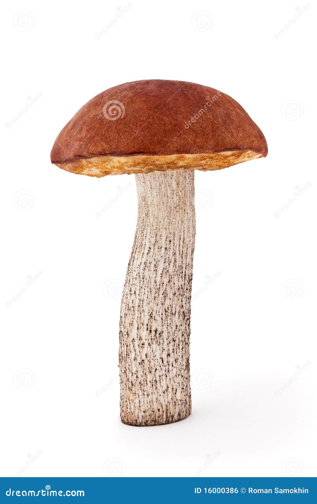 Seta foto de archivo. Imagen de ingrediente, aislado - 16000386