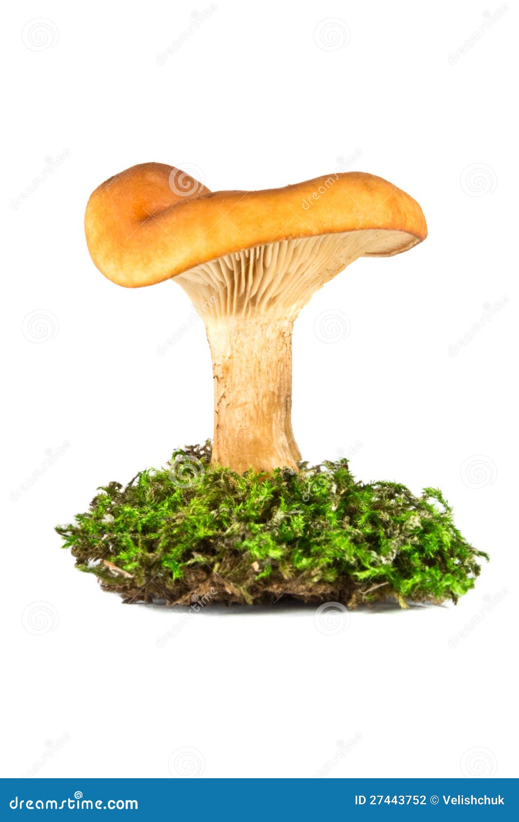 Seta foto de archivo. Imagen de ingredientes, aislado - 27443752