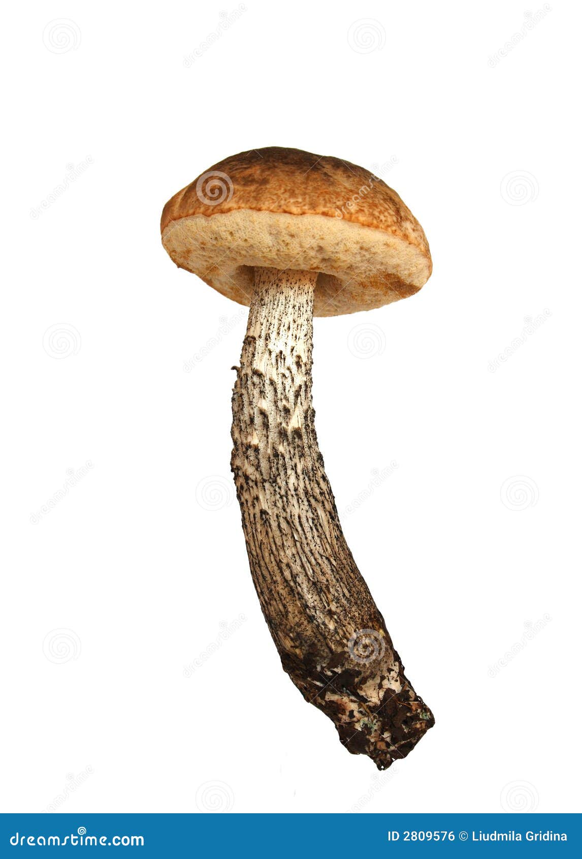 Seta foto de archivo. Imagen de salvaje, ingrediente, seta - 2809576