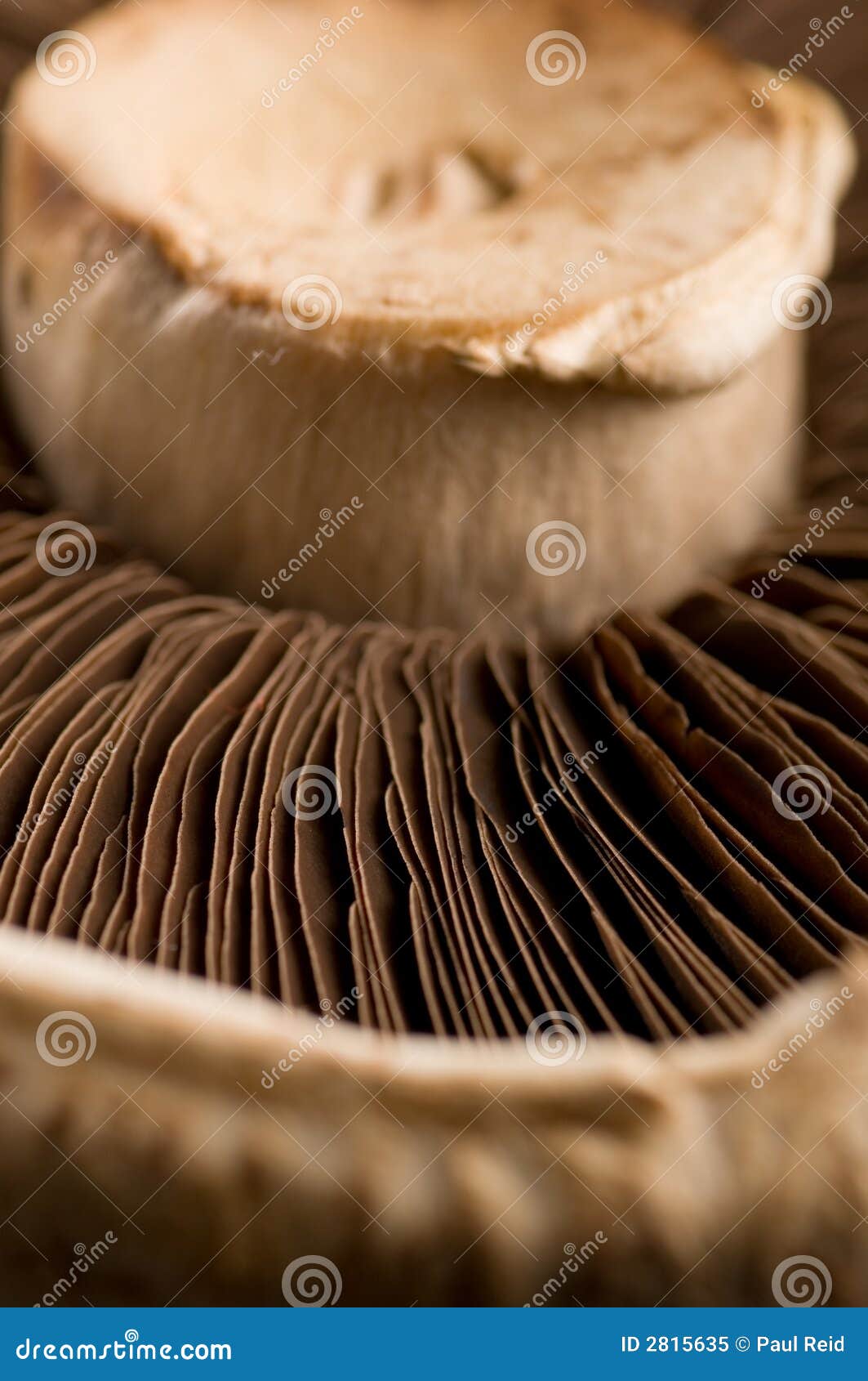 Seta imagen de archivo. Imagen de fibra, grupo, color - 2815635