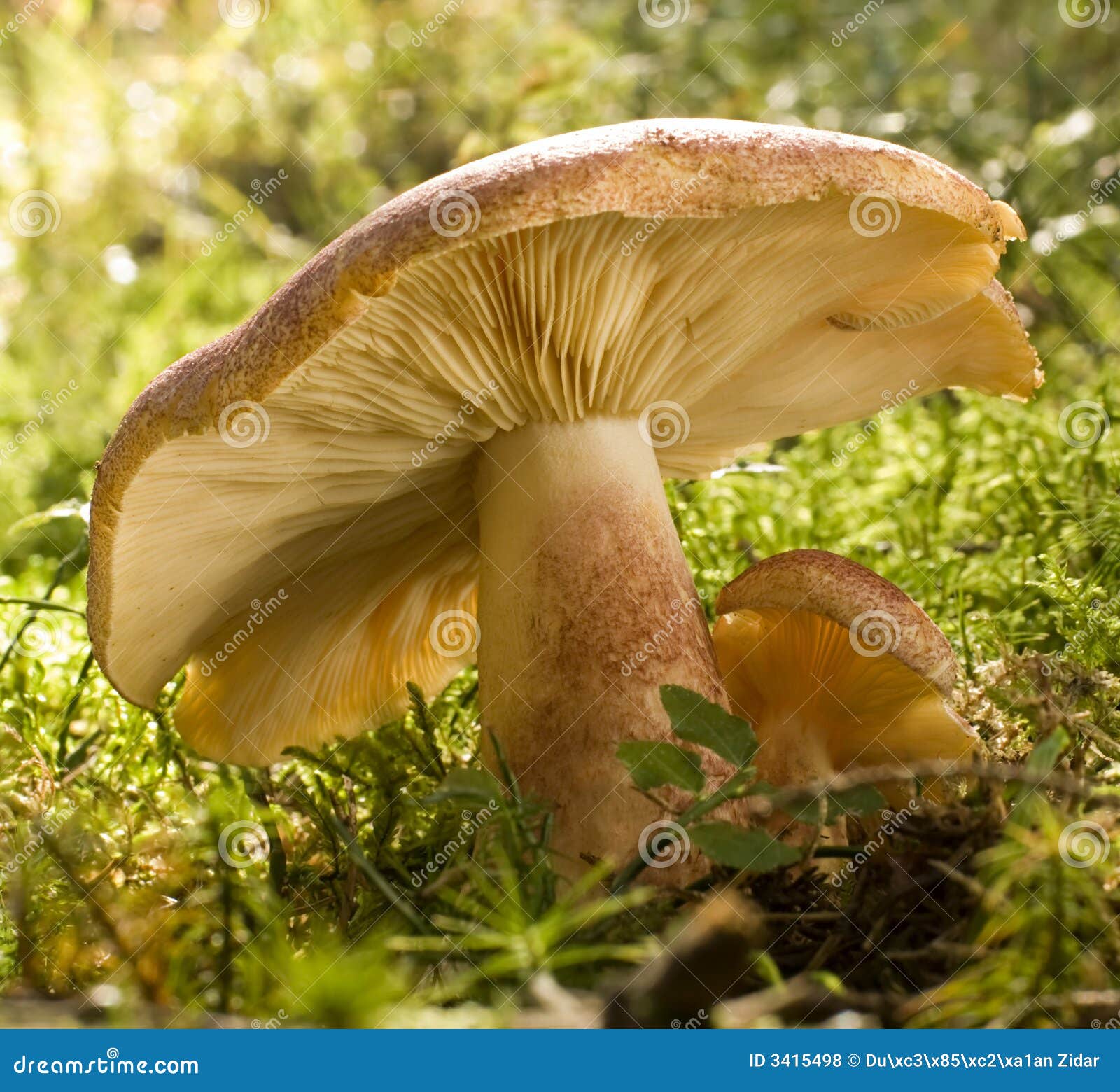 Seta foto de archivo. Imagen de seta, cocinero, turba - 3415498