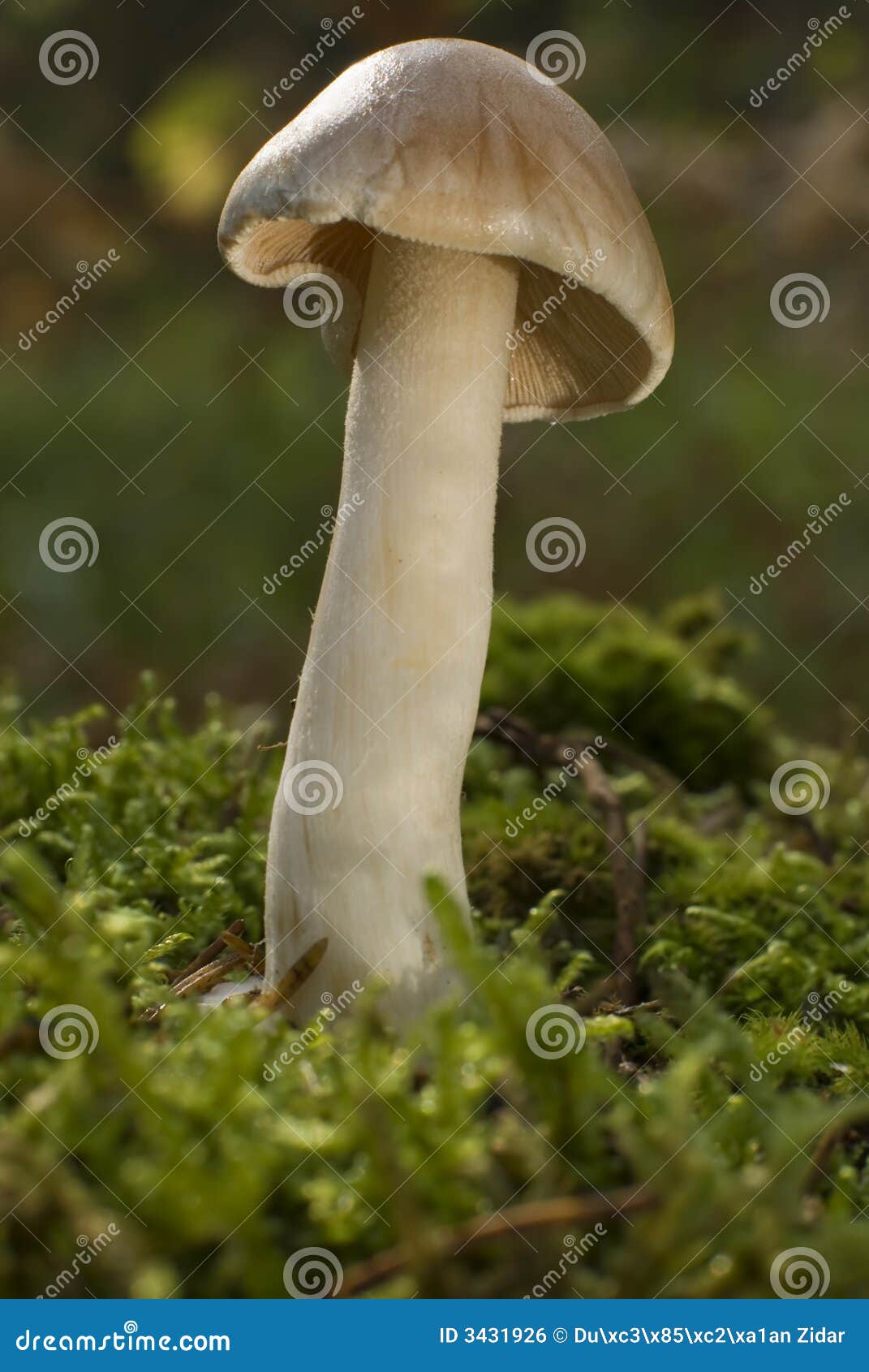 Seta foto de archivo. Imagen de afuera, travieso, tierra - 3431926