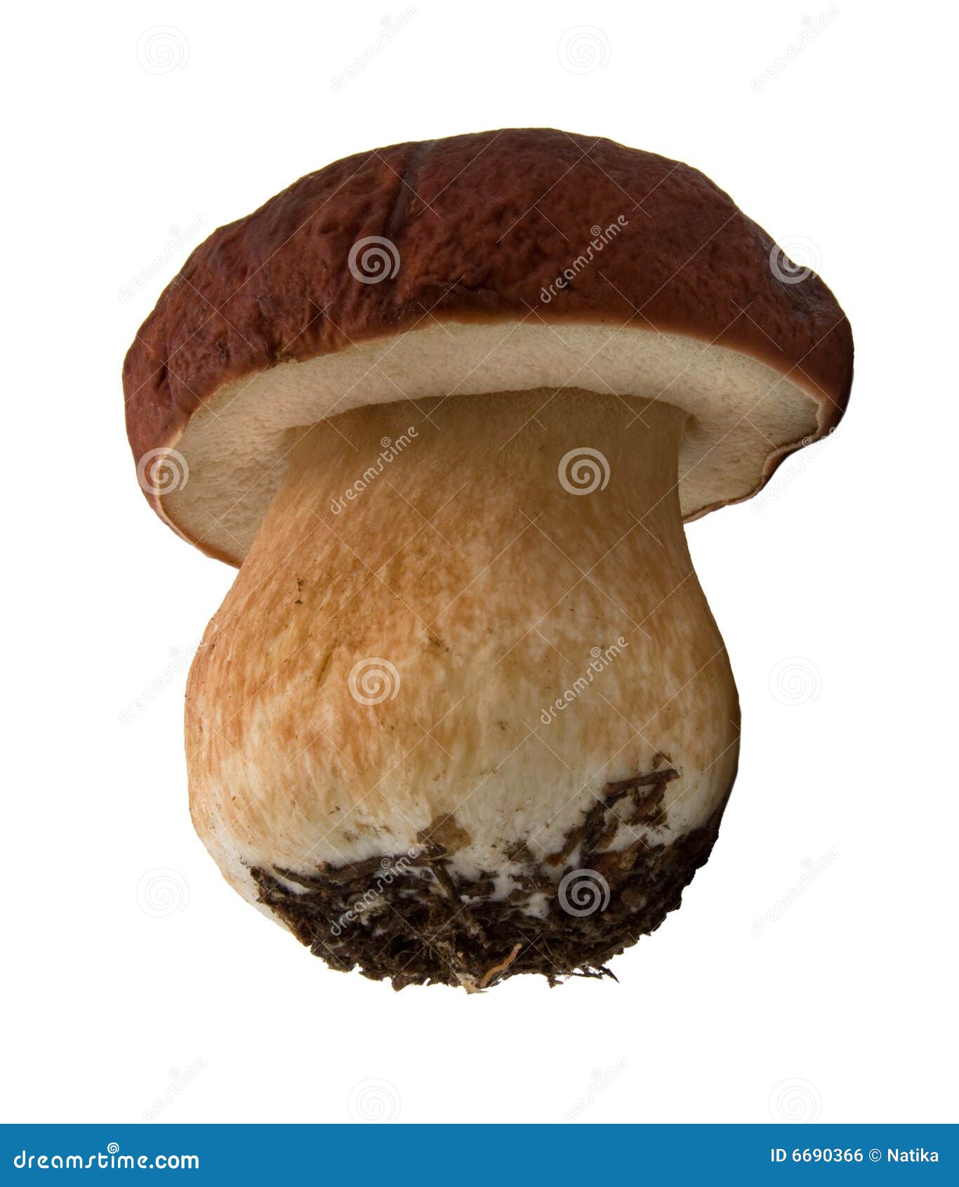 Seta foto de archivo. Imagen de planta, ingrediente, aislado - 6690366