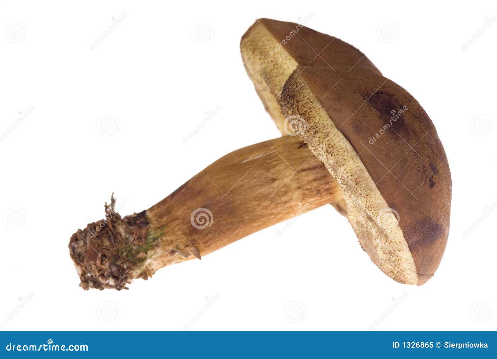 Seta aislada imagen de archivo. Imagen de madera, ambiente - 1326865