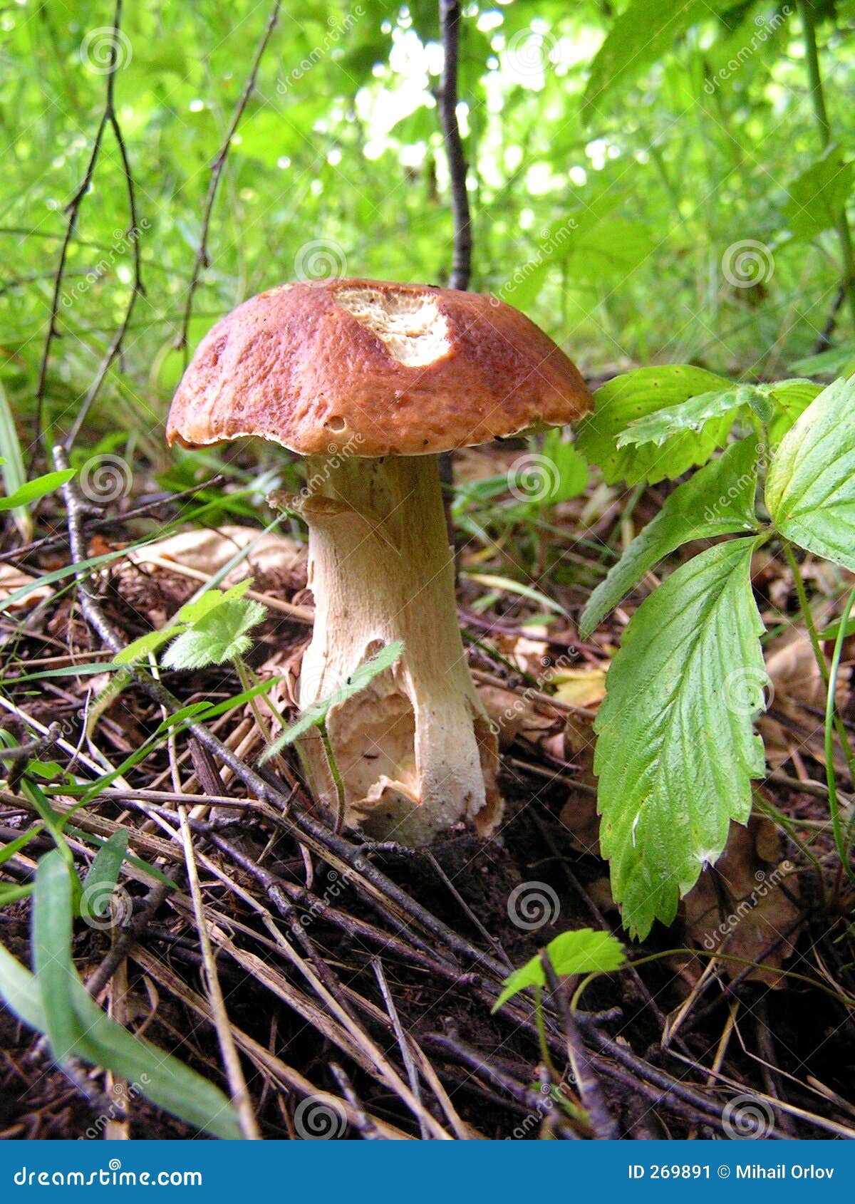 Seta Blanca. Imagen Imagen: 269891