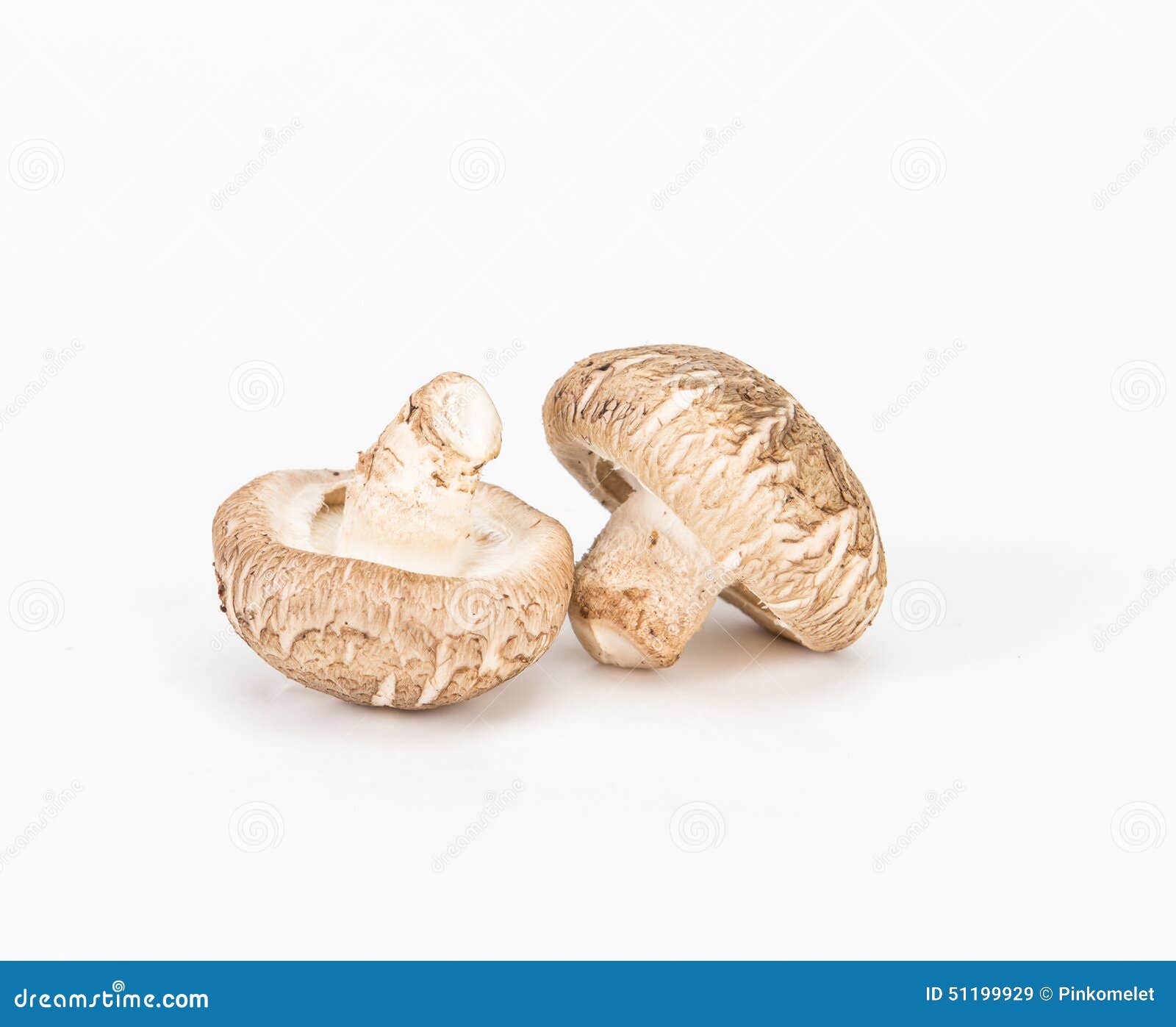 Seta China En El Fondo Blanco Imagen de archivo - Imagen de chino ...