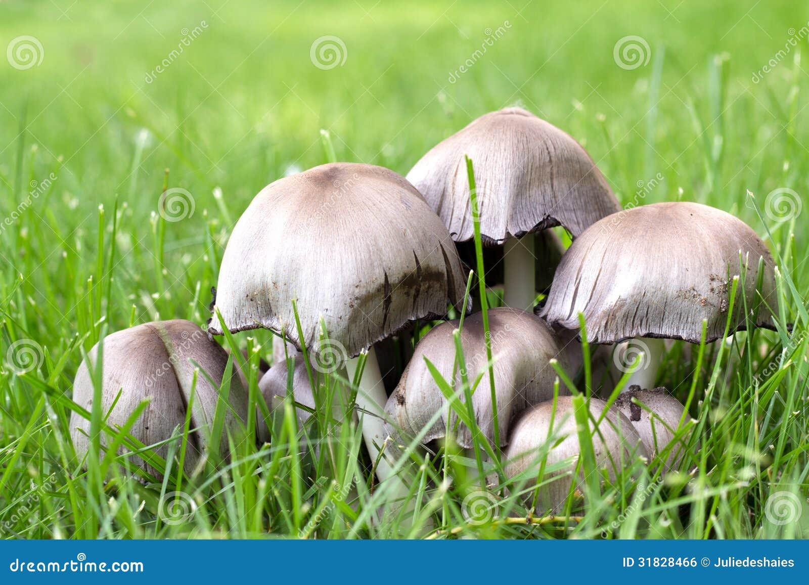 Seta común en hierba foto de archivo. Imagen de verano - 31828466