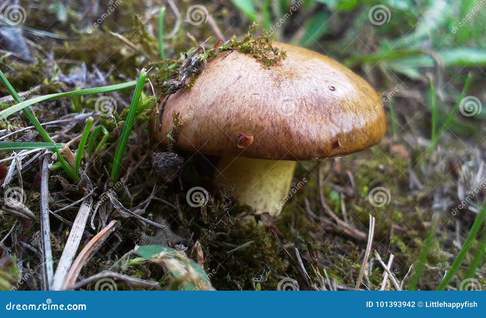 Seta comestible foto de archivo. Imagen de simbiosis - 101393942