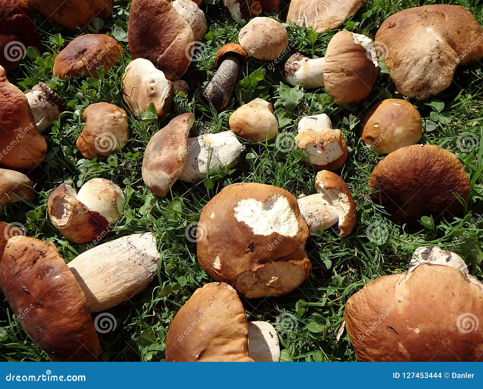 Seta - seta comestible foto de archivo. Imagen de dieta - 127453444